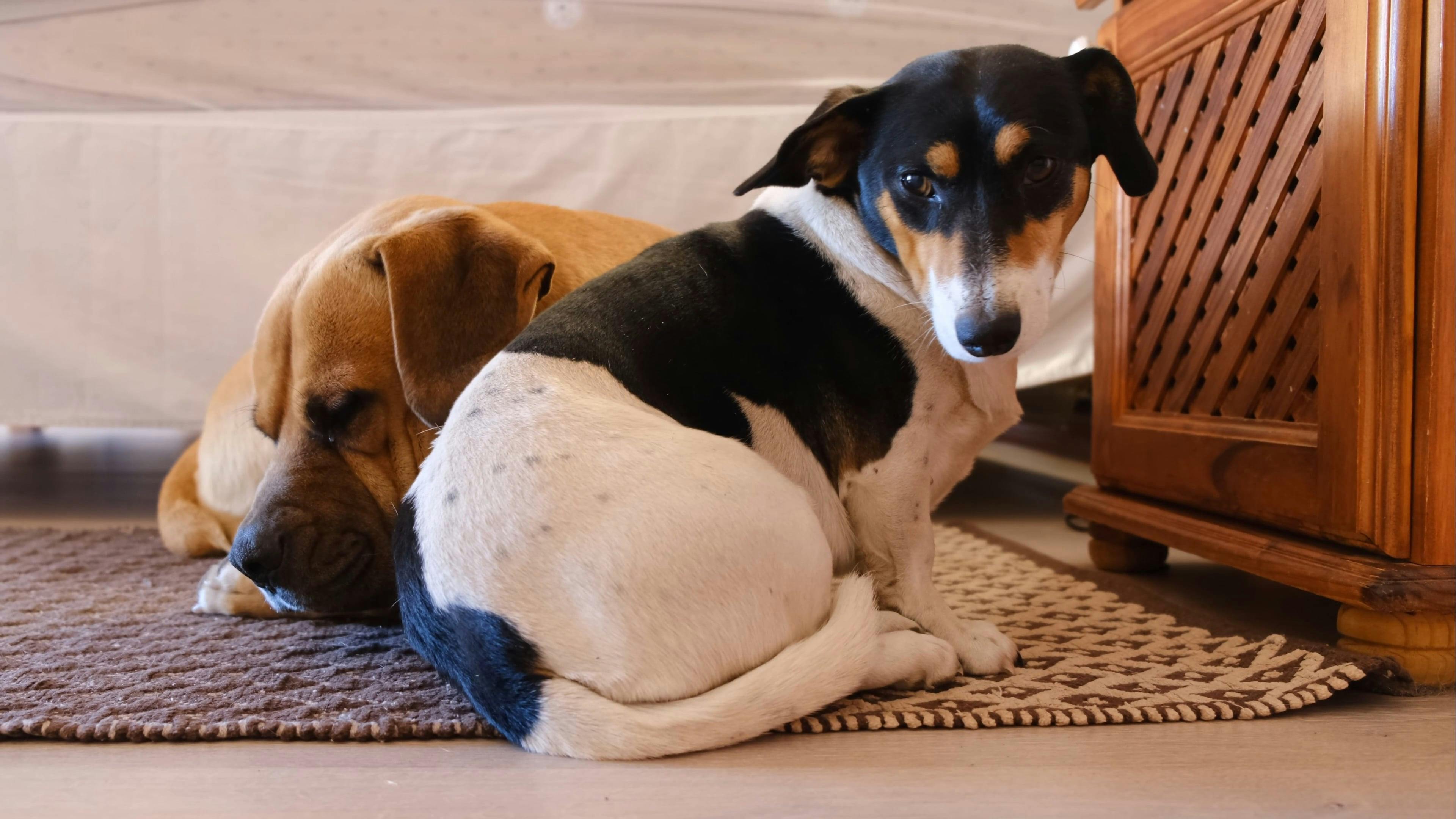 Dog Scratching Videos, Download The BEST Free 4k Stock Video Footage ...