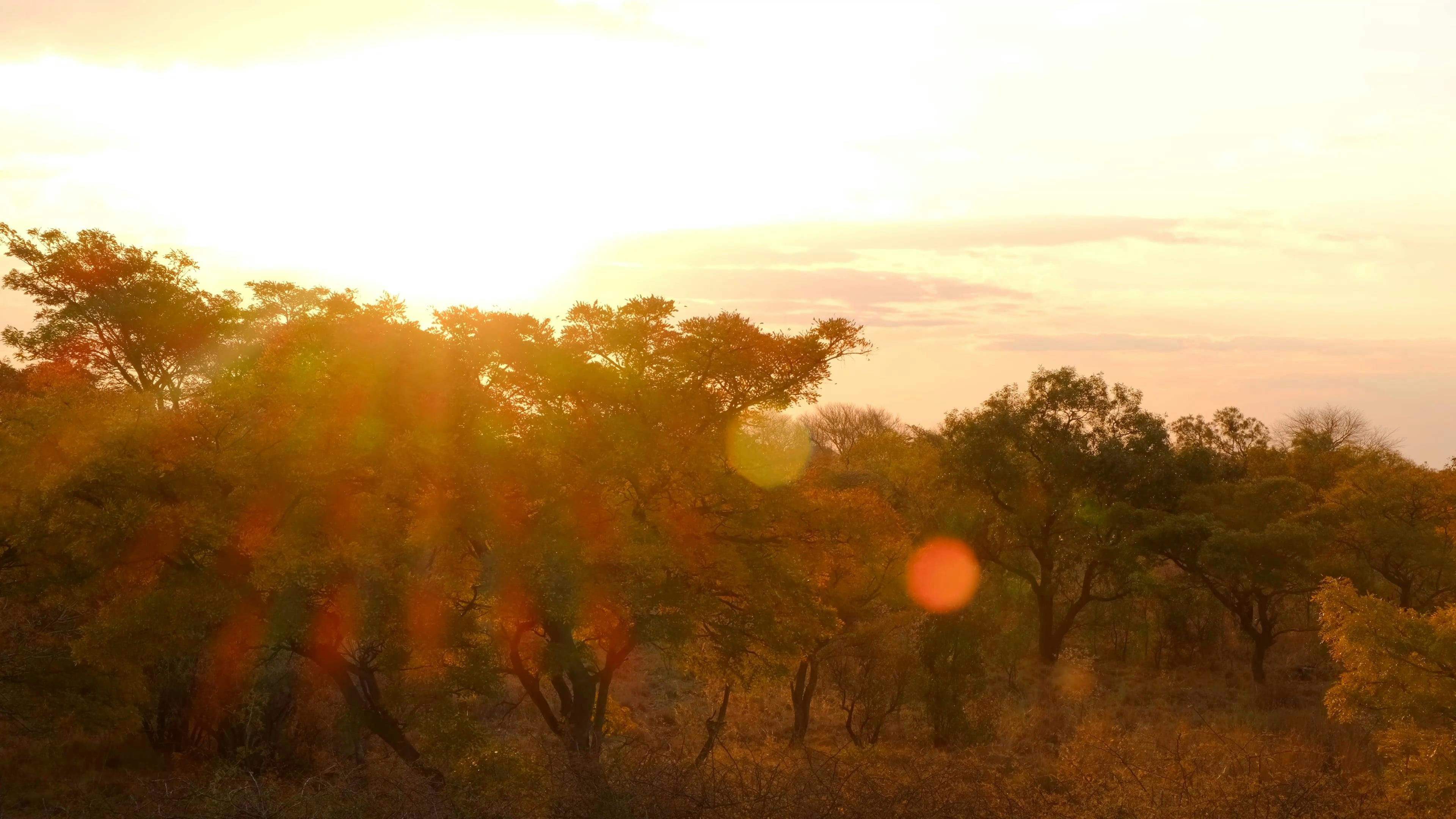 Sunset View at the Woods Free Stock Video Footage, Royalty-Free 4K & HD ...