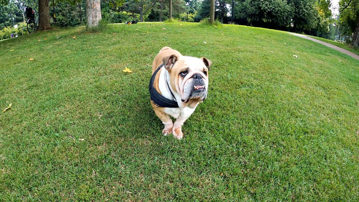 Funny Animal Videos, Download The BEST Free 4k Stock Video Footage ...