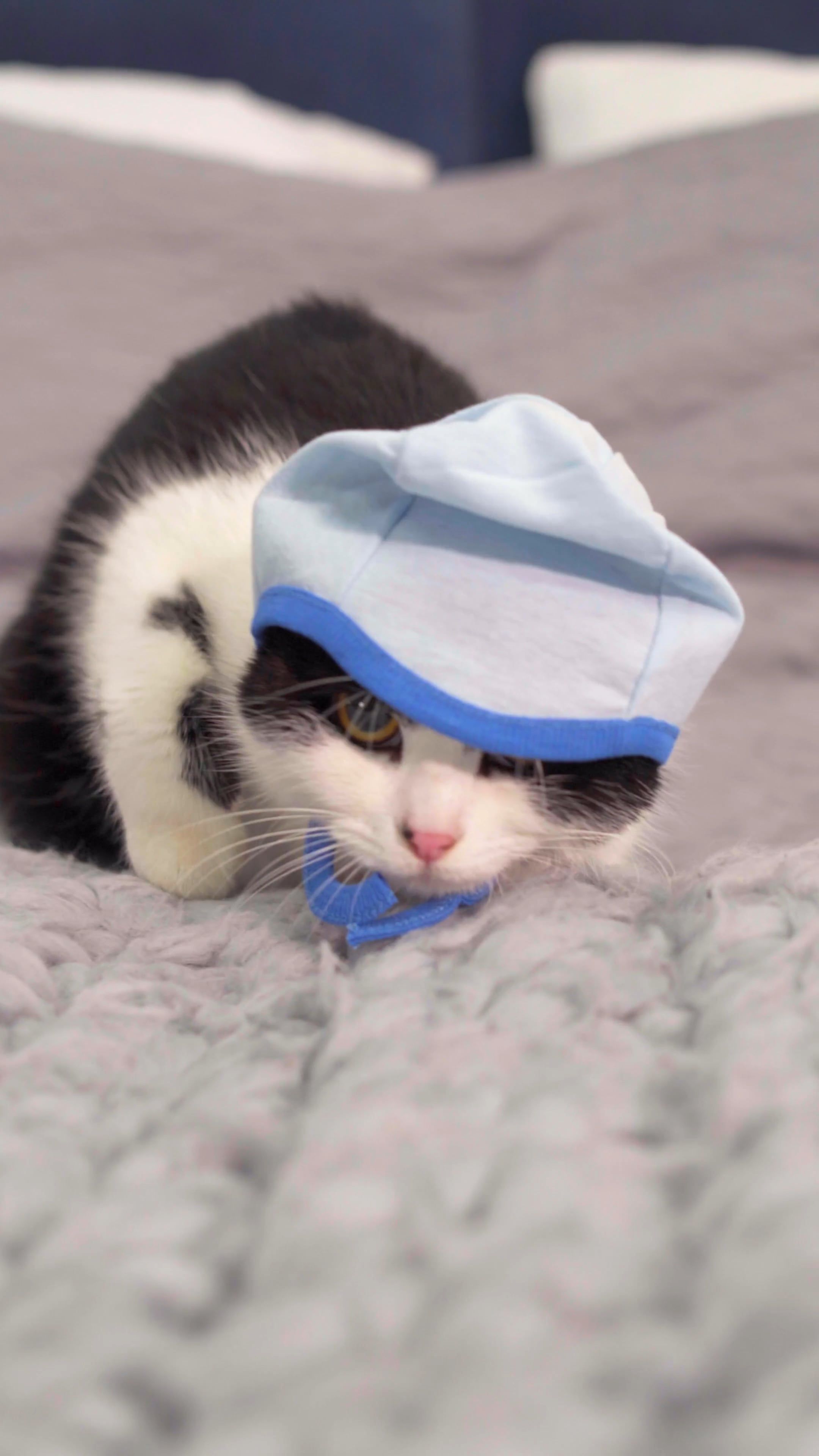 Cat Looking Shy While on Gray Bed · Free Stock Video