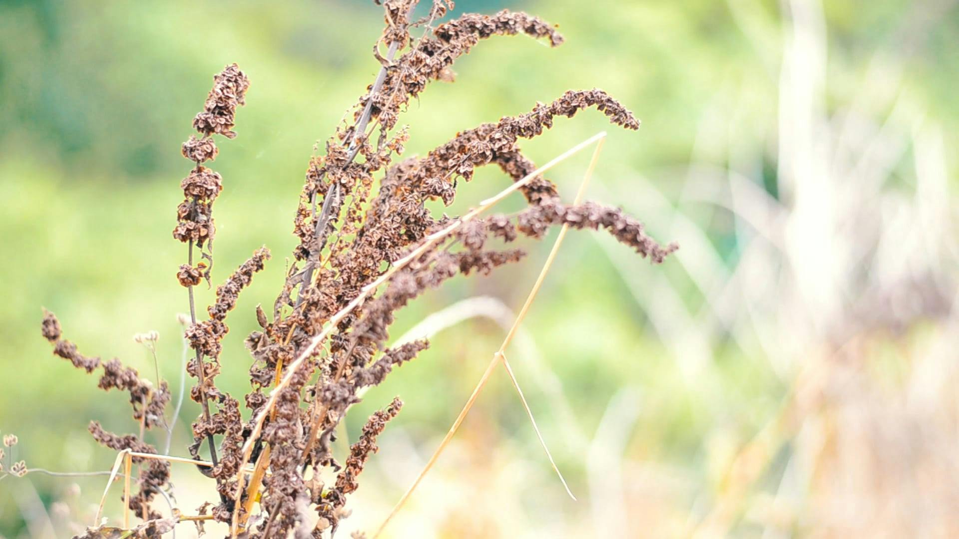 Cooper Droop Videos, Download The BEST Free 4k Stock Video Footage ...