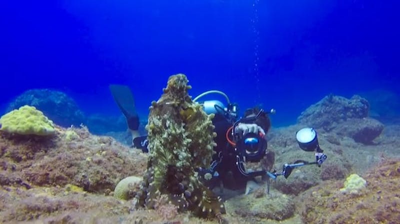 Dive Videos, Download The BEST Free 4k Stock Video Footage & Dive HD ...