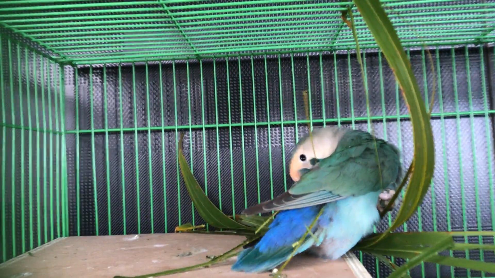 Bird Playing Videos, Download The BEST Free 4k Stock Video Footage ...