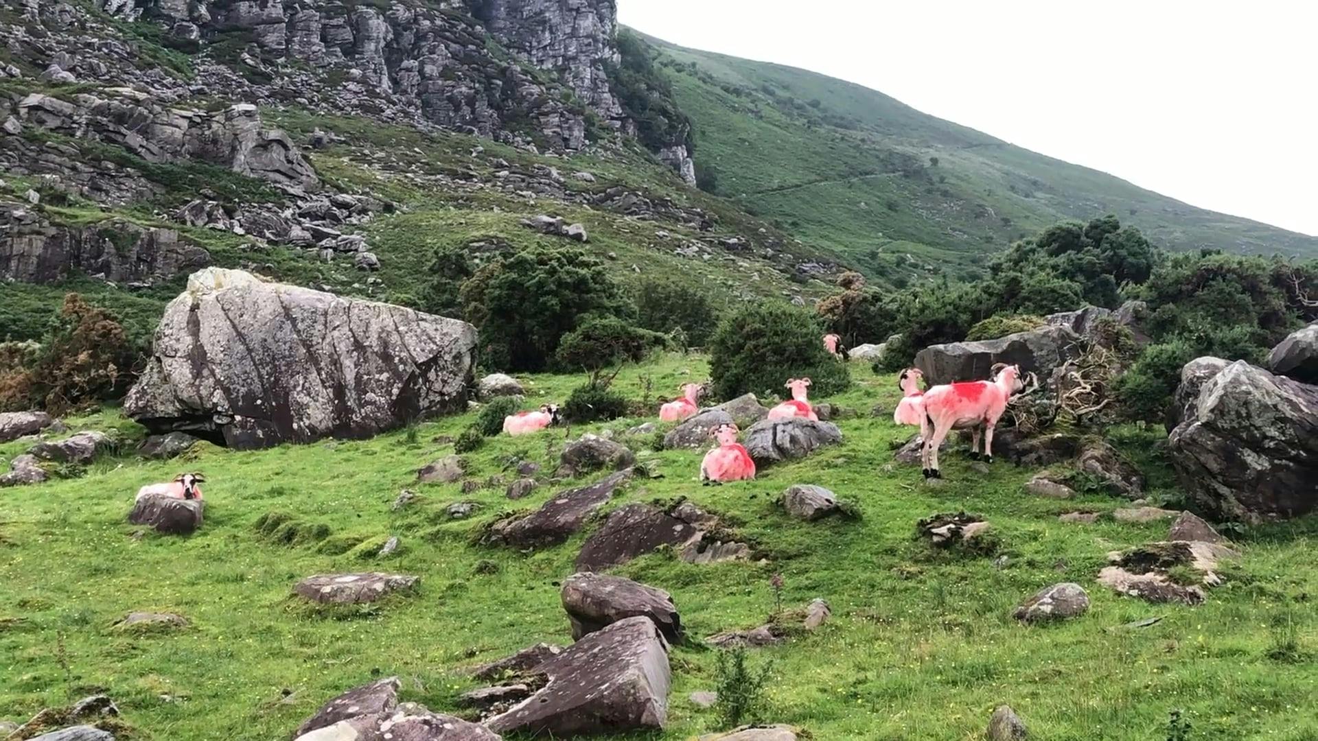Beautiful View OF Rocky Mountains With Grassland · Free Stock Video