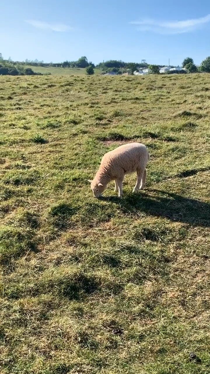 Sheep At A Farm Free Stock Video Footage, Royalty-Free 4K & HD Video Clip