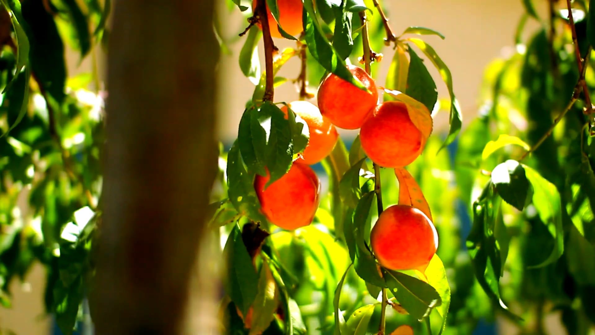 Vídeos de stock gratuitos sobre al aire libre, árbol, árbol frutal