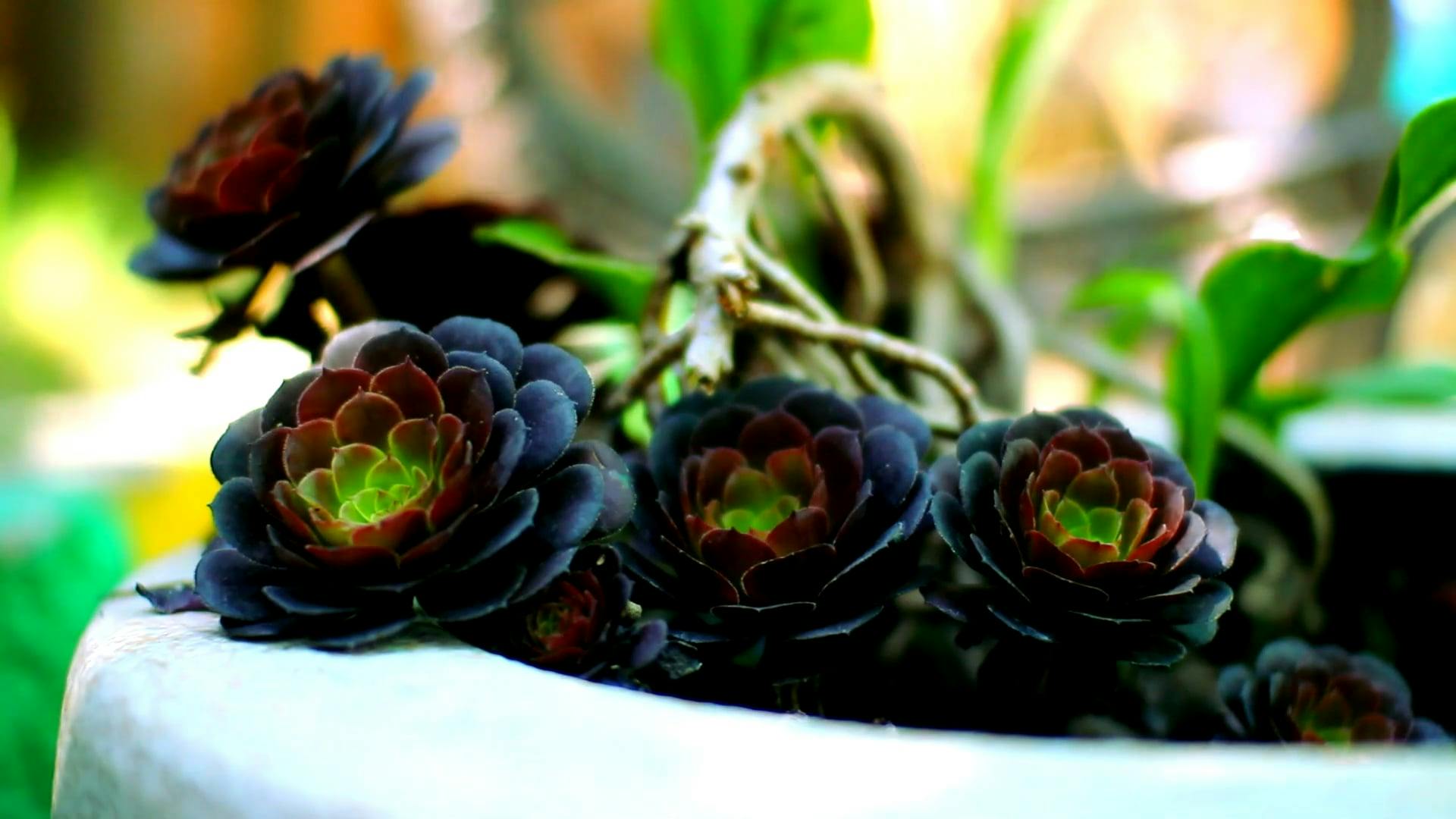 40.000+ melhores vídeos de Flor Murchando · Download 100% grátis ...