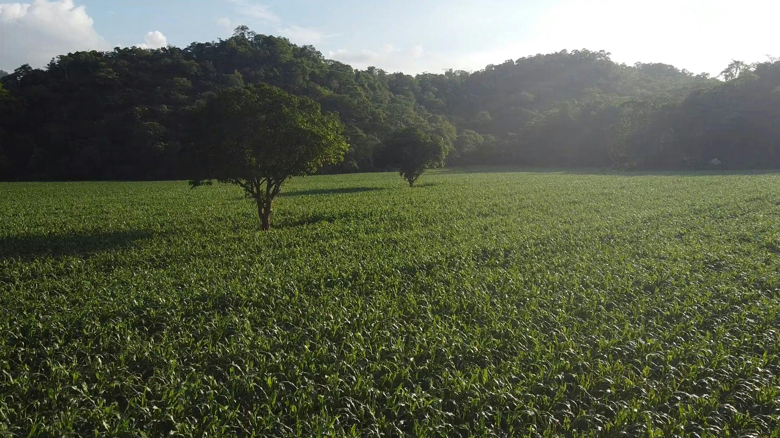 Planches De Corns Videos, Download The BEST Free 4k Stock Video Footage ...