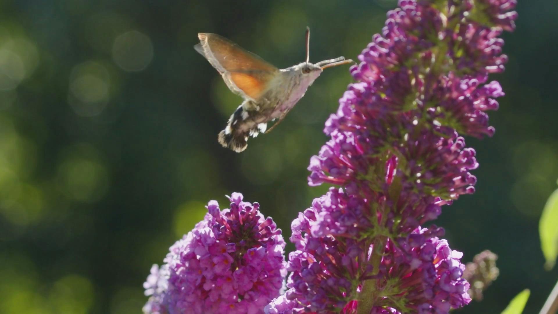 Moth Flying Around the Flowers · Free Stock Video