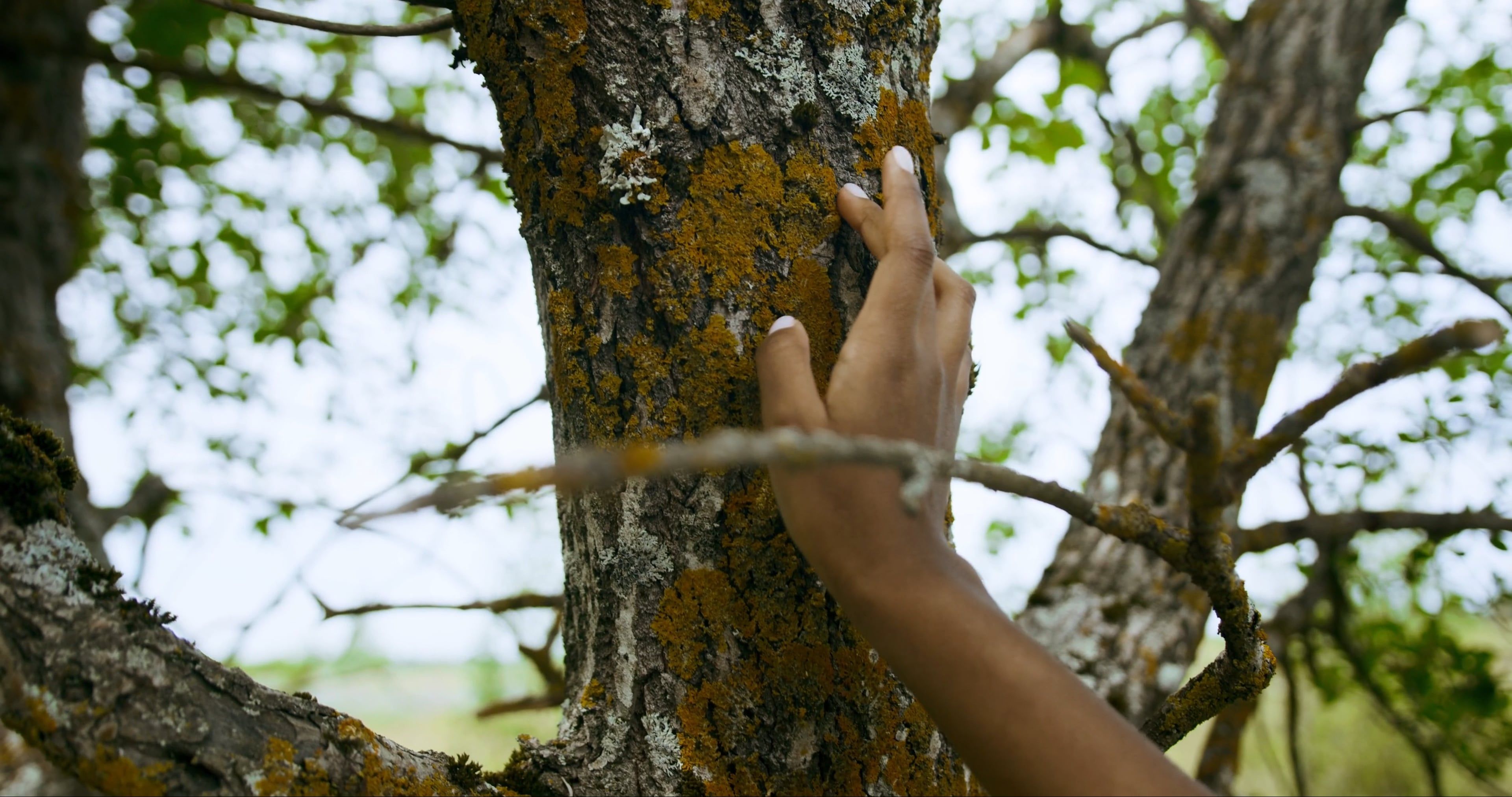 A person's hand reaching up to a tree Free Stock Video Footage, Royalty ...