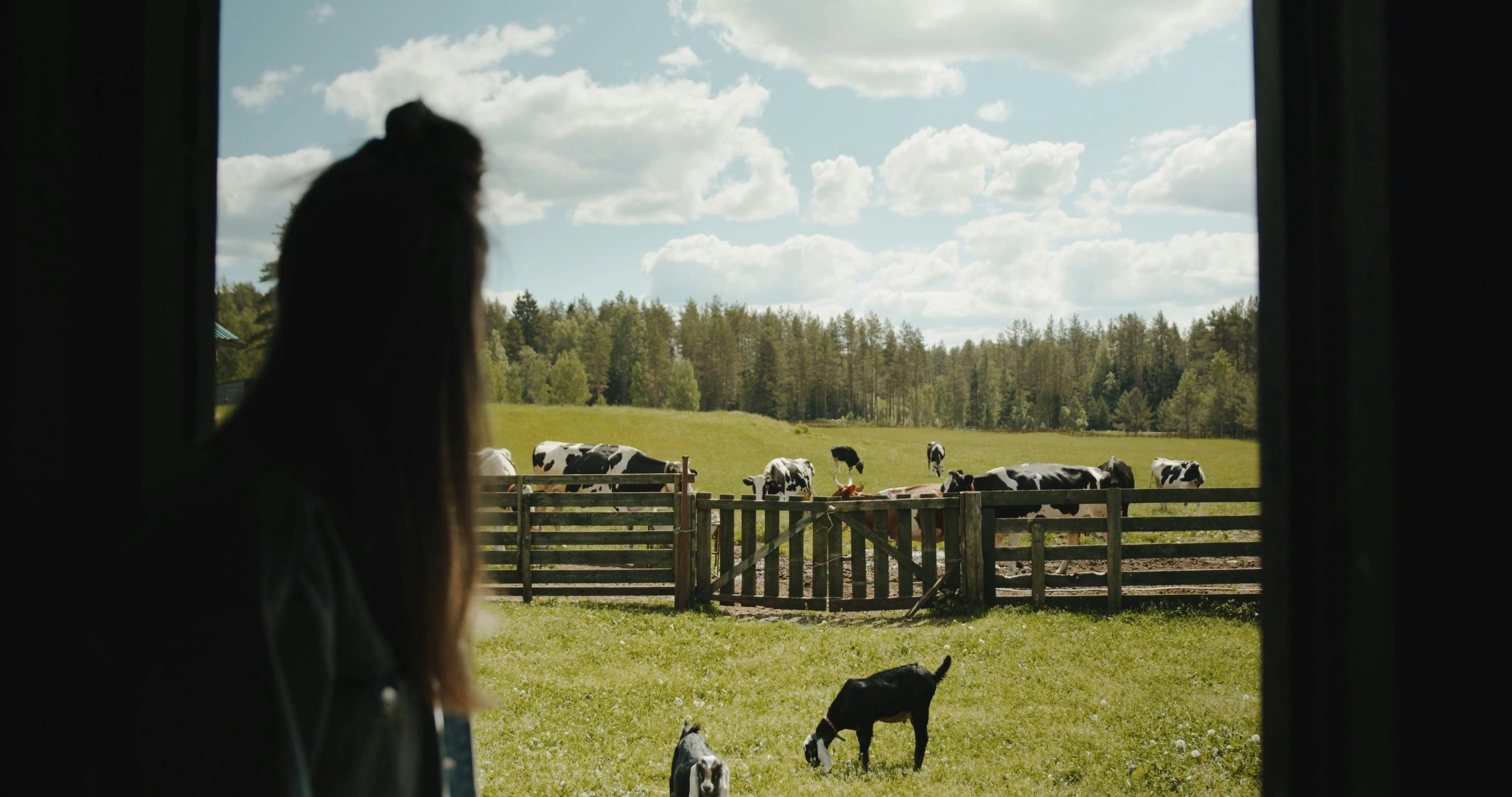 Cow Sheep Videos, Download The BEST Free 4k Stock Video Footage & Cow ...