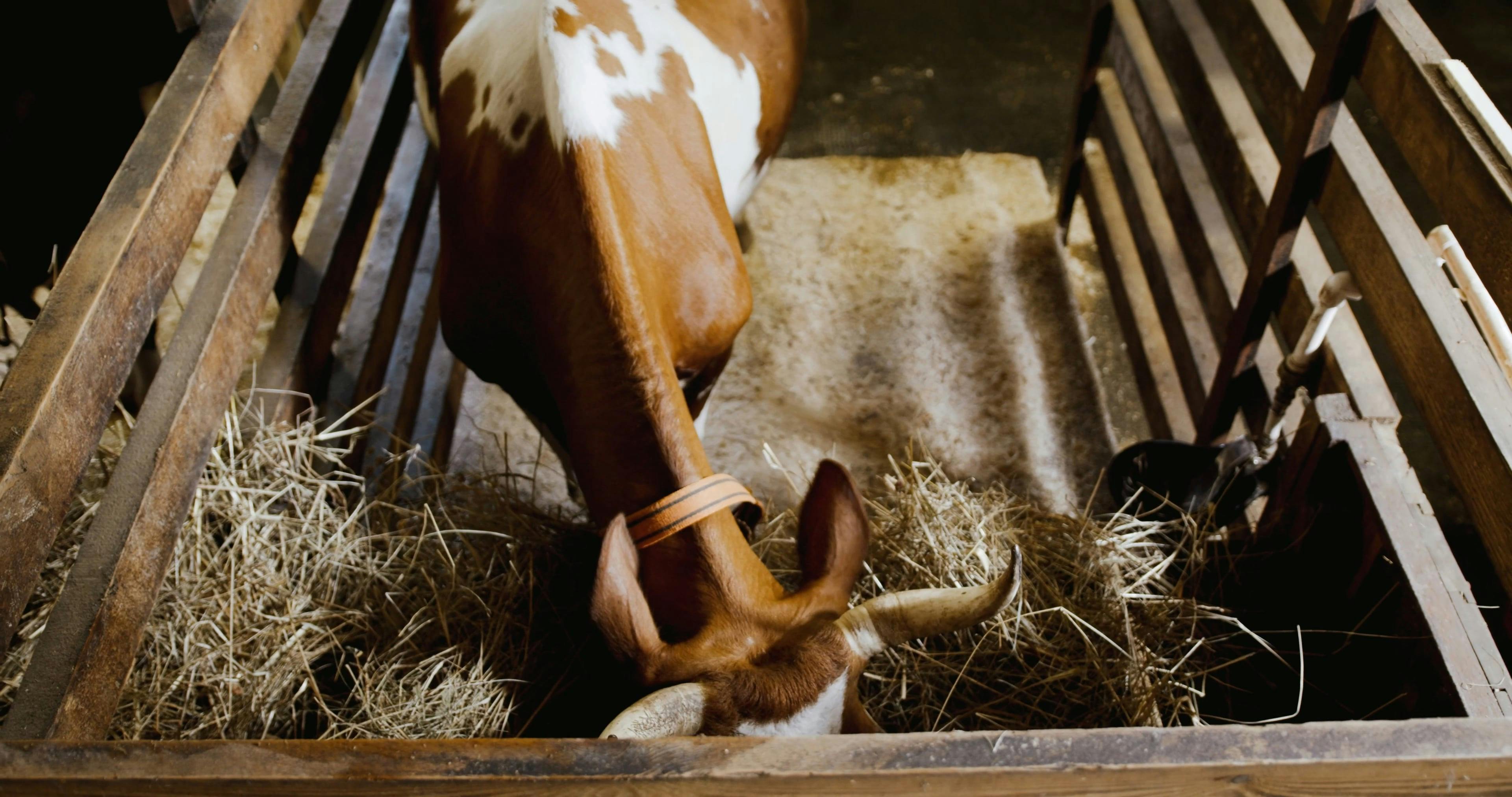 Beef Commercial Videos, Download The BEST Free 4k Stock Video Footage ...