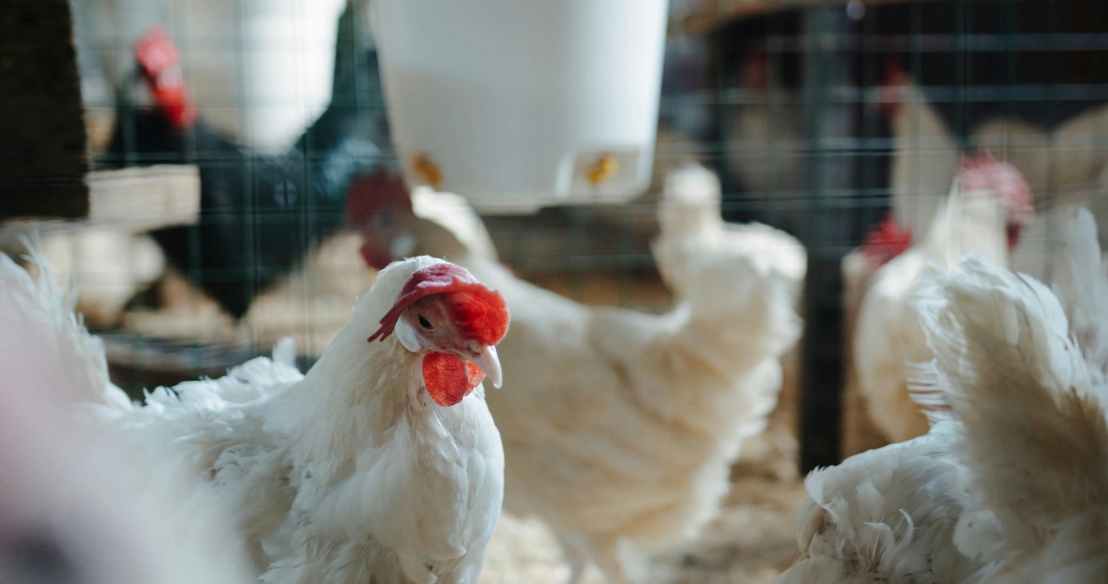 Chickens Pecking Food · Free Stock Video