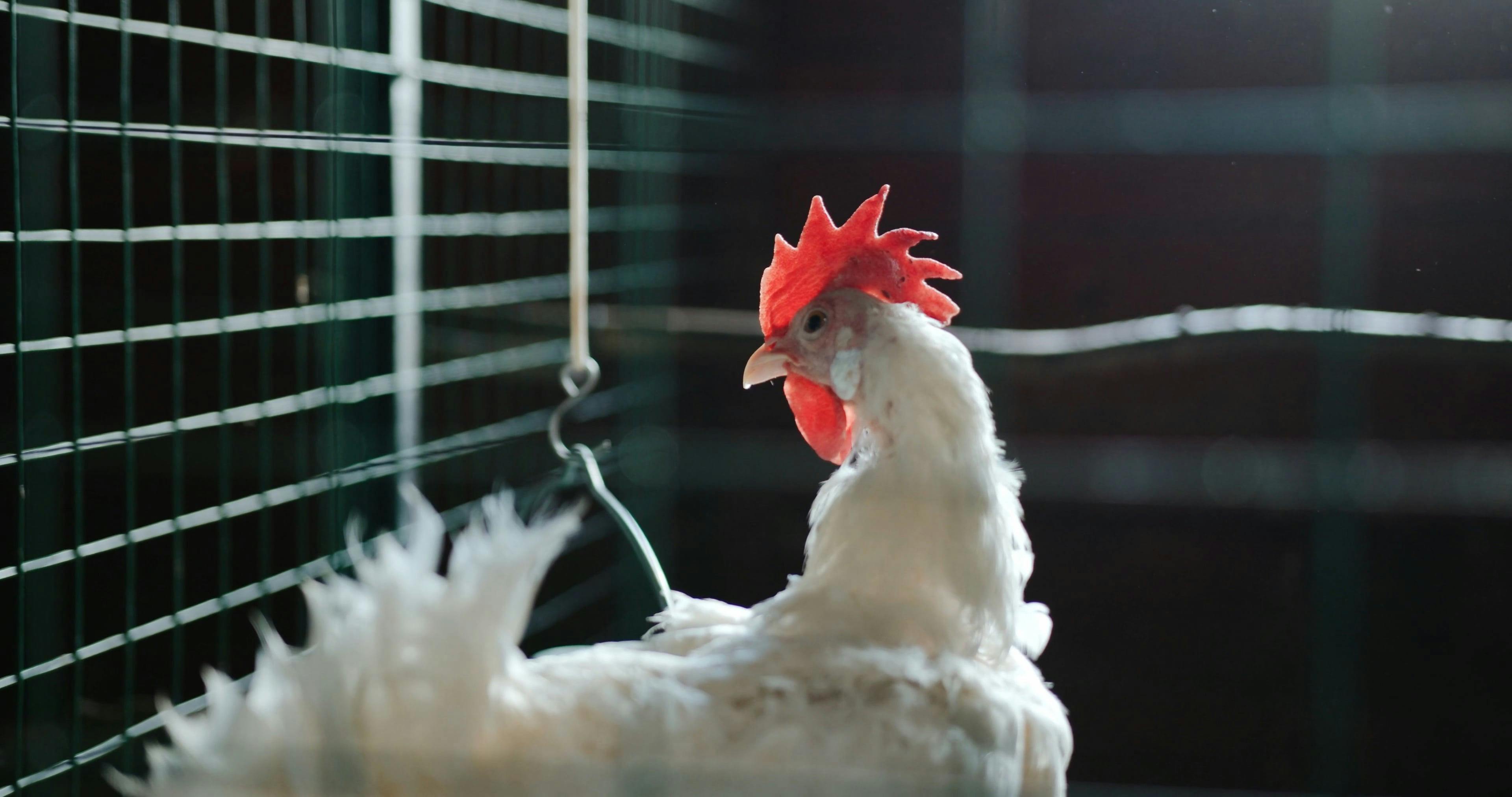 Chickens Pecking Food · Free Stock Video