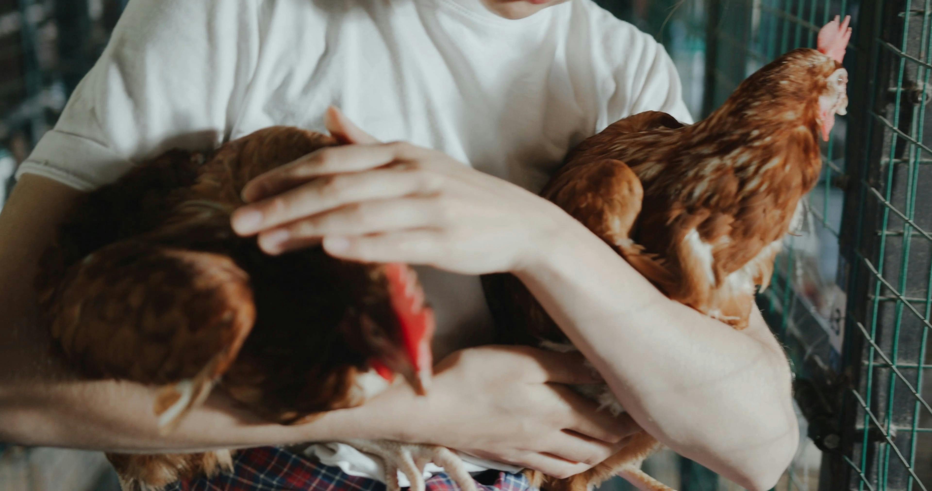 Farmers Poultry Videos, Download The BEST Free 4k Stock Video Footage ...