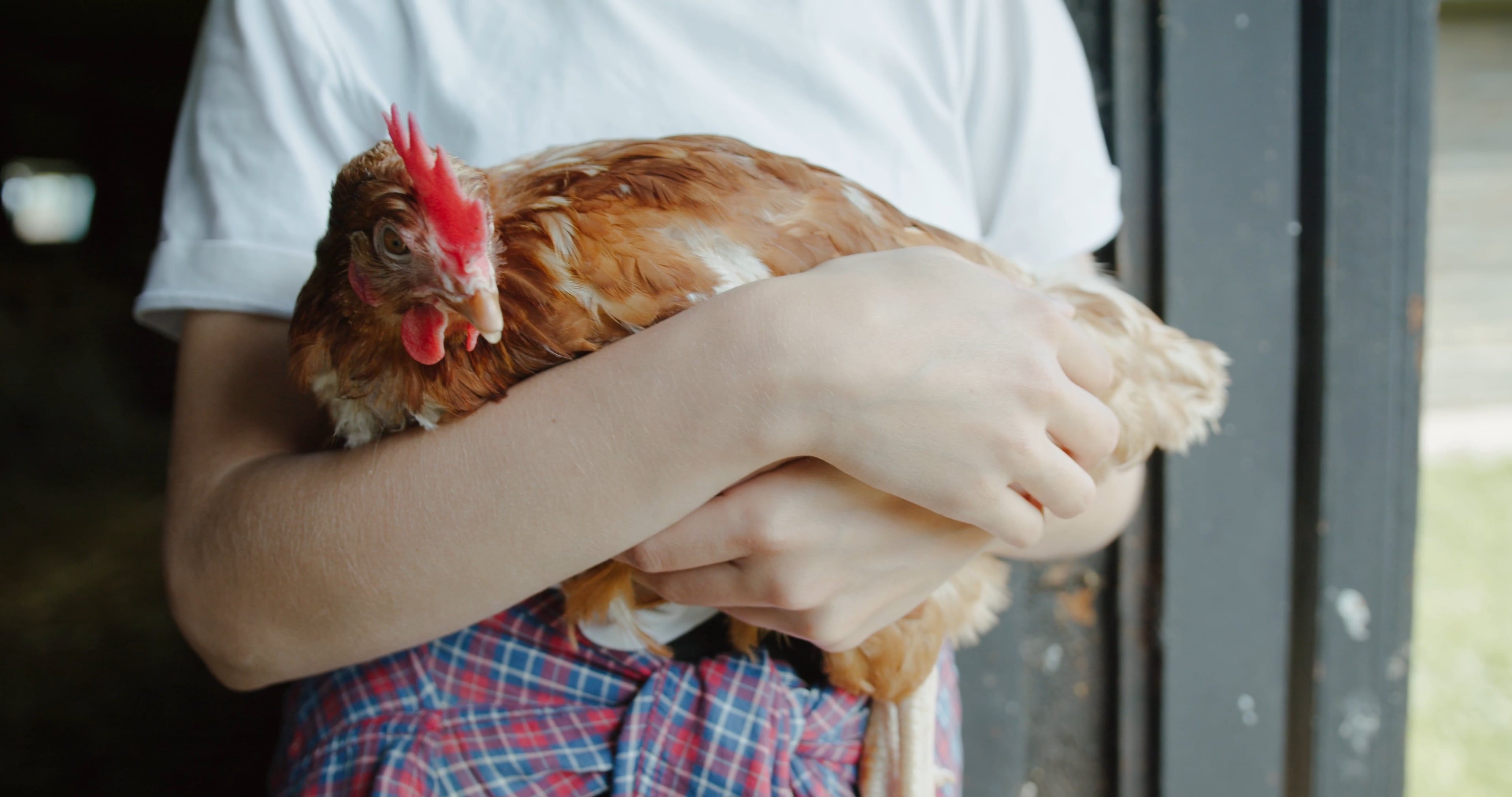 Poultry Farmer Background Videos, Download The BEST Free 4k Stock Video ...