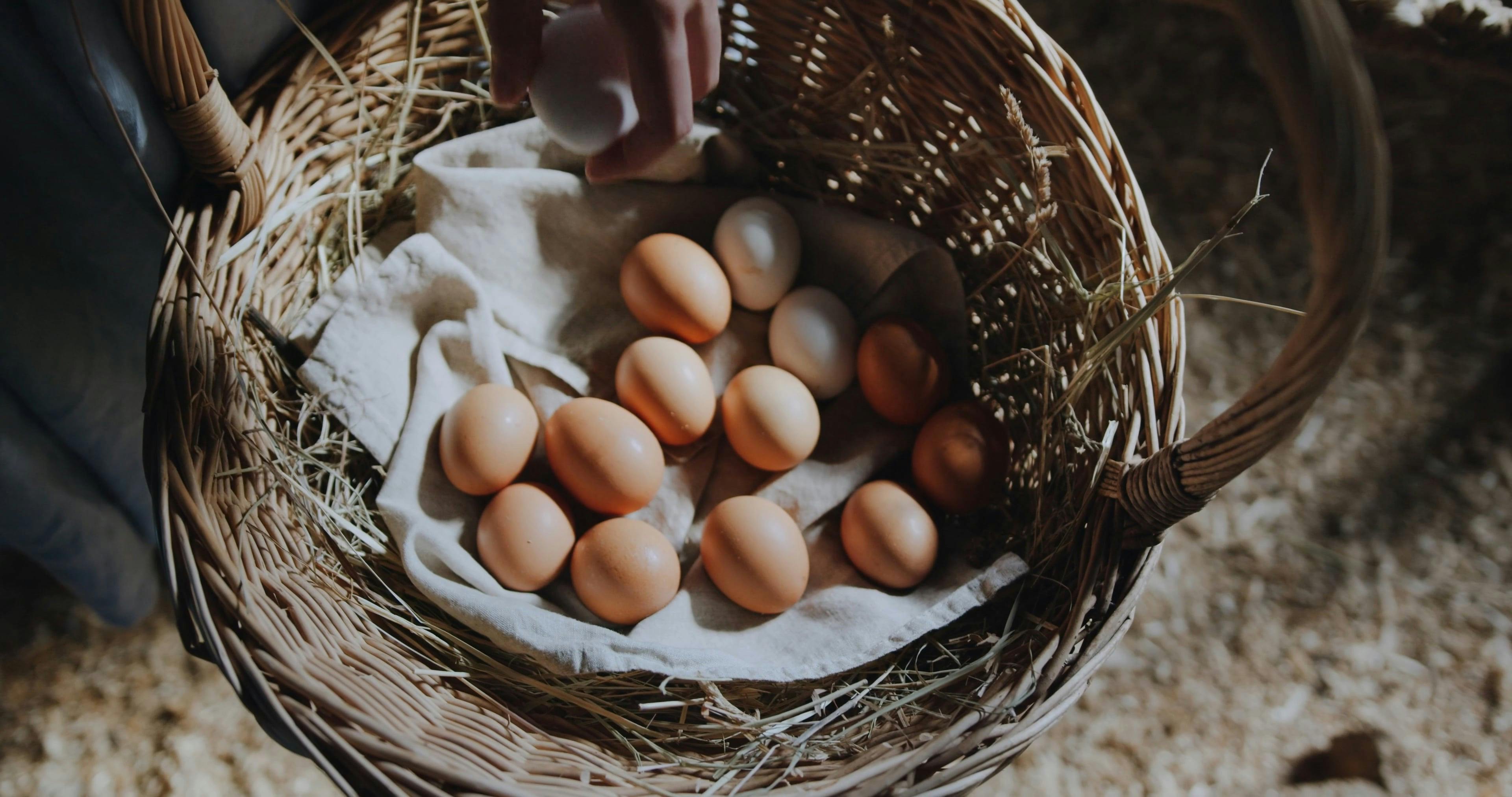 Poultry Egg Videos, Download The BEST Free 4k Stock Video Footage ...