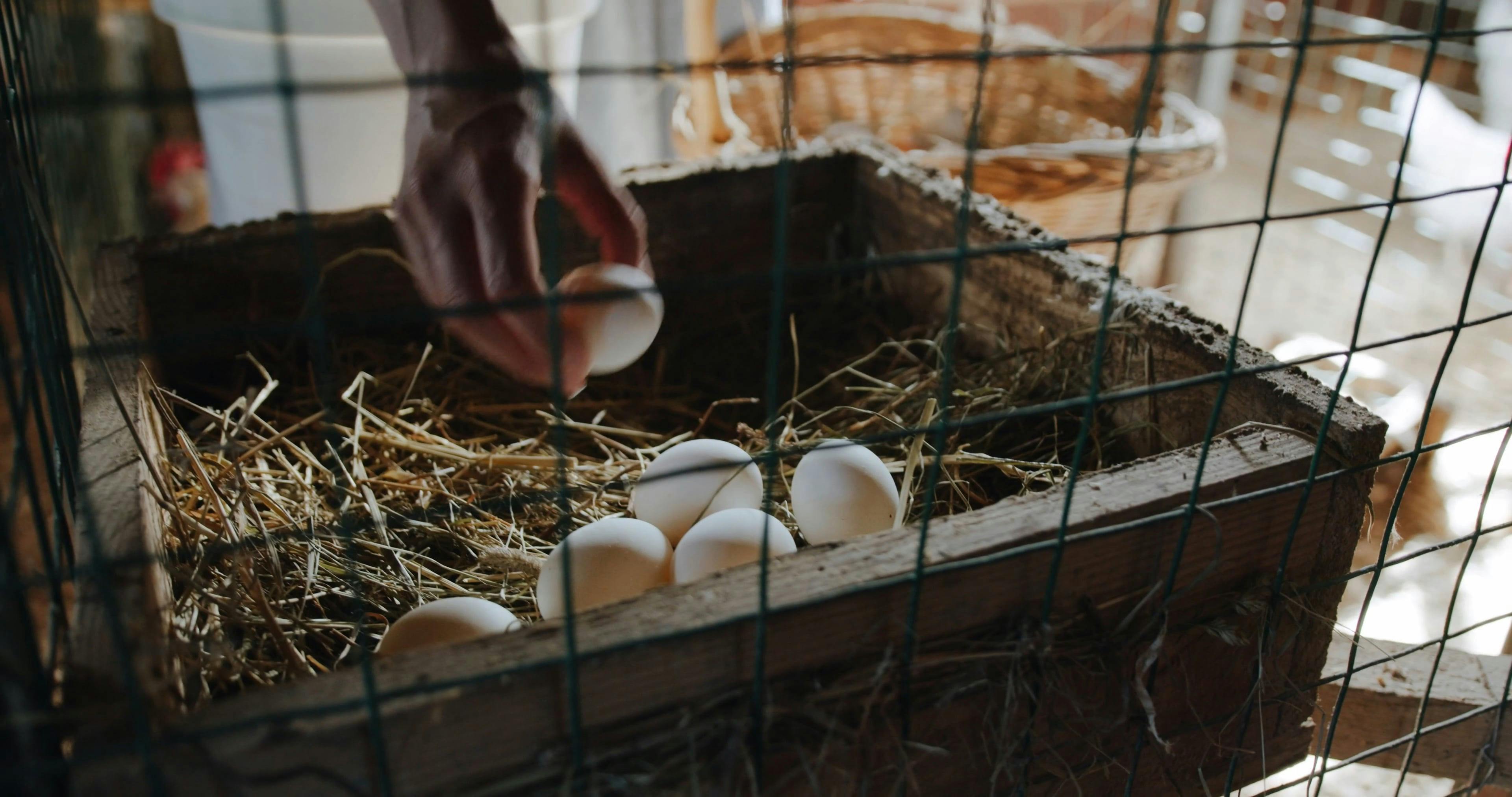 Bird Pick Videos, Download The BEST Free 4k Stock Video Footage & Bird ...