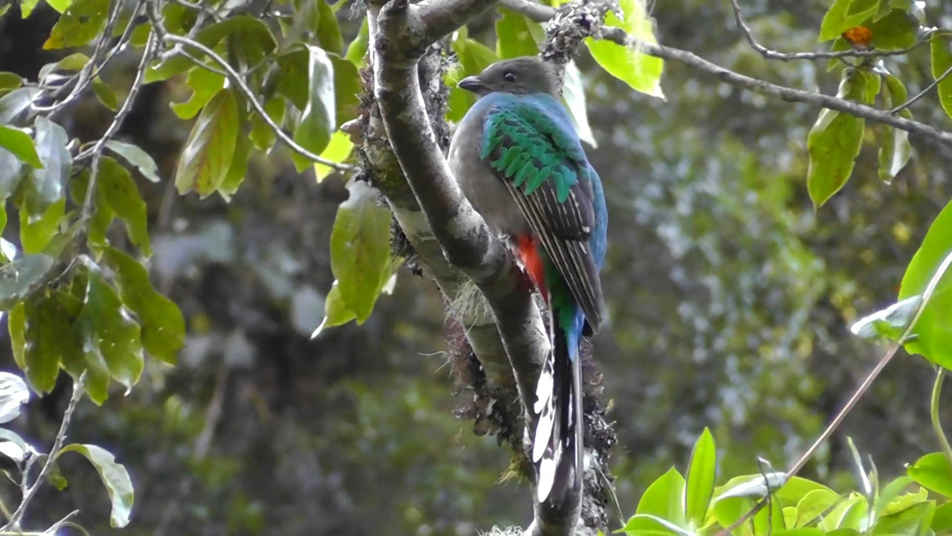 A Beautiful Resplendent Quetzal on a Tree Branch · Free Stock Video