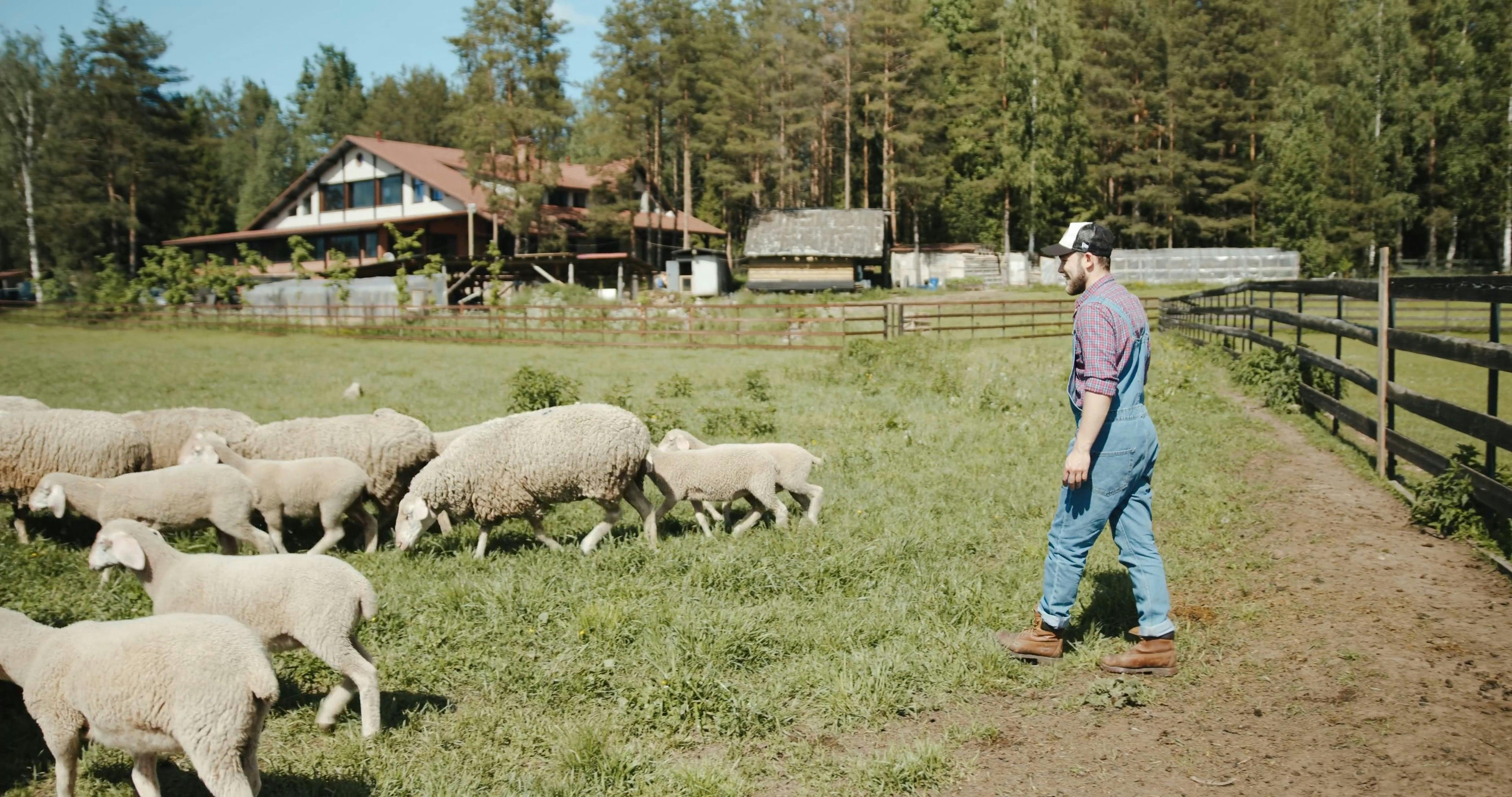 Farmer Fencing Videos, Download The BEST Free 4k Stock Video Footage ...