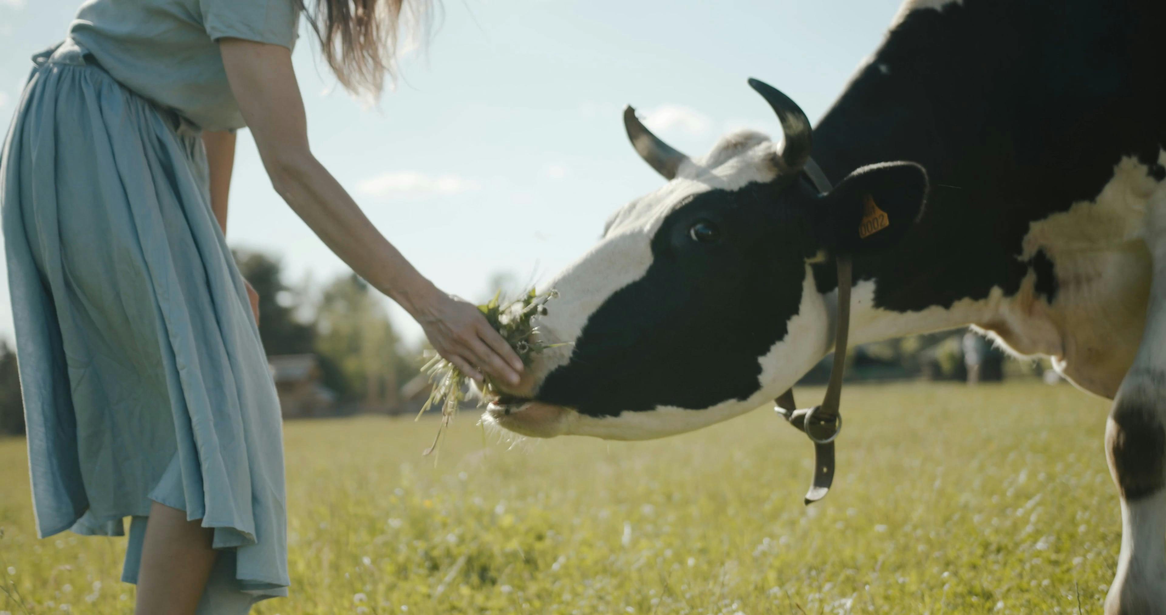 Australian Cattle Scene Videos, Download The BEST Free 4k Stock Video ...