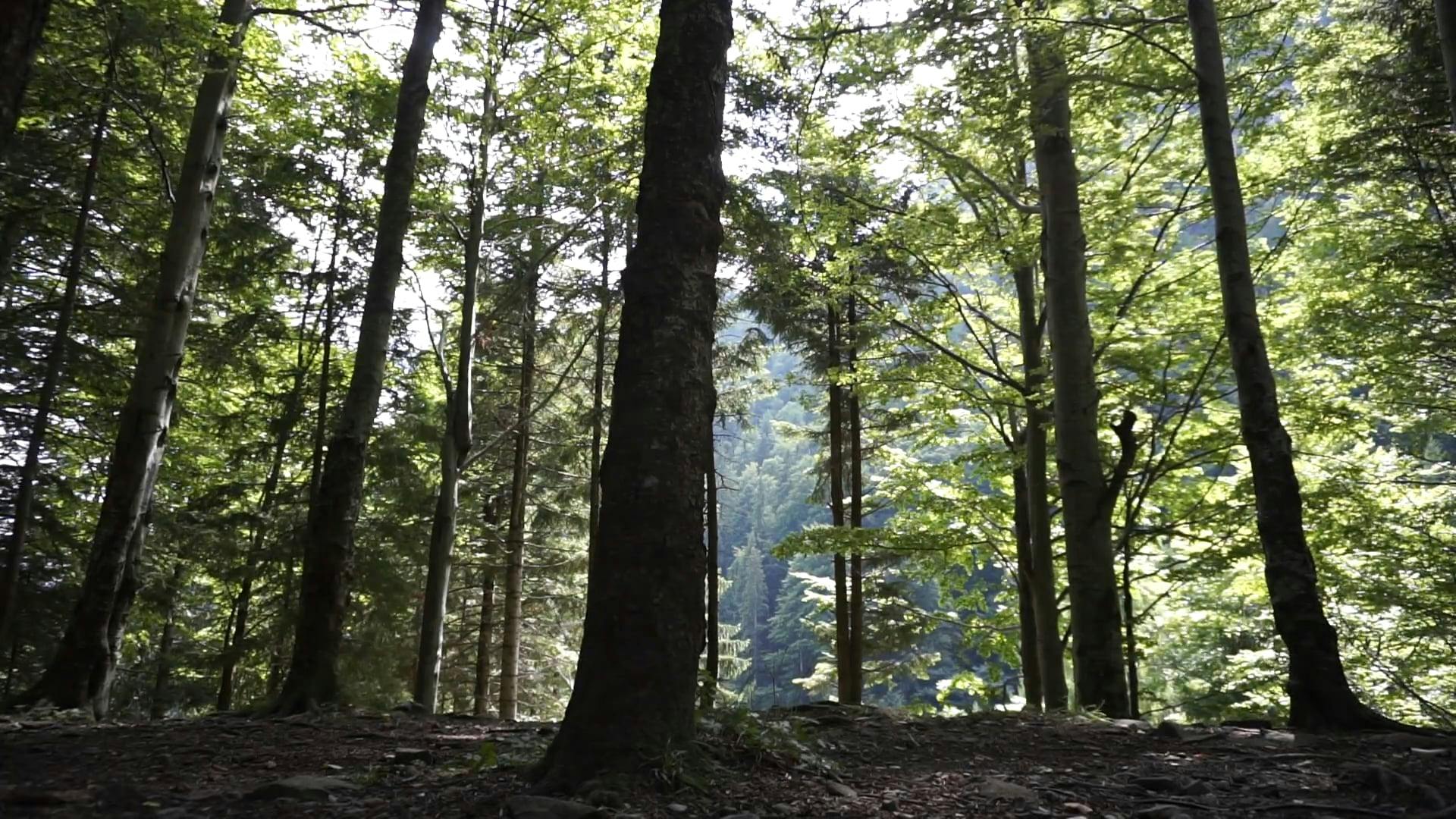 Video Of Forest Free Stock Video Footage, Royalty-Free 4K & HD Video Clip