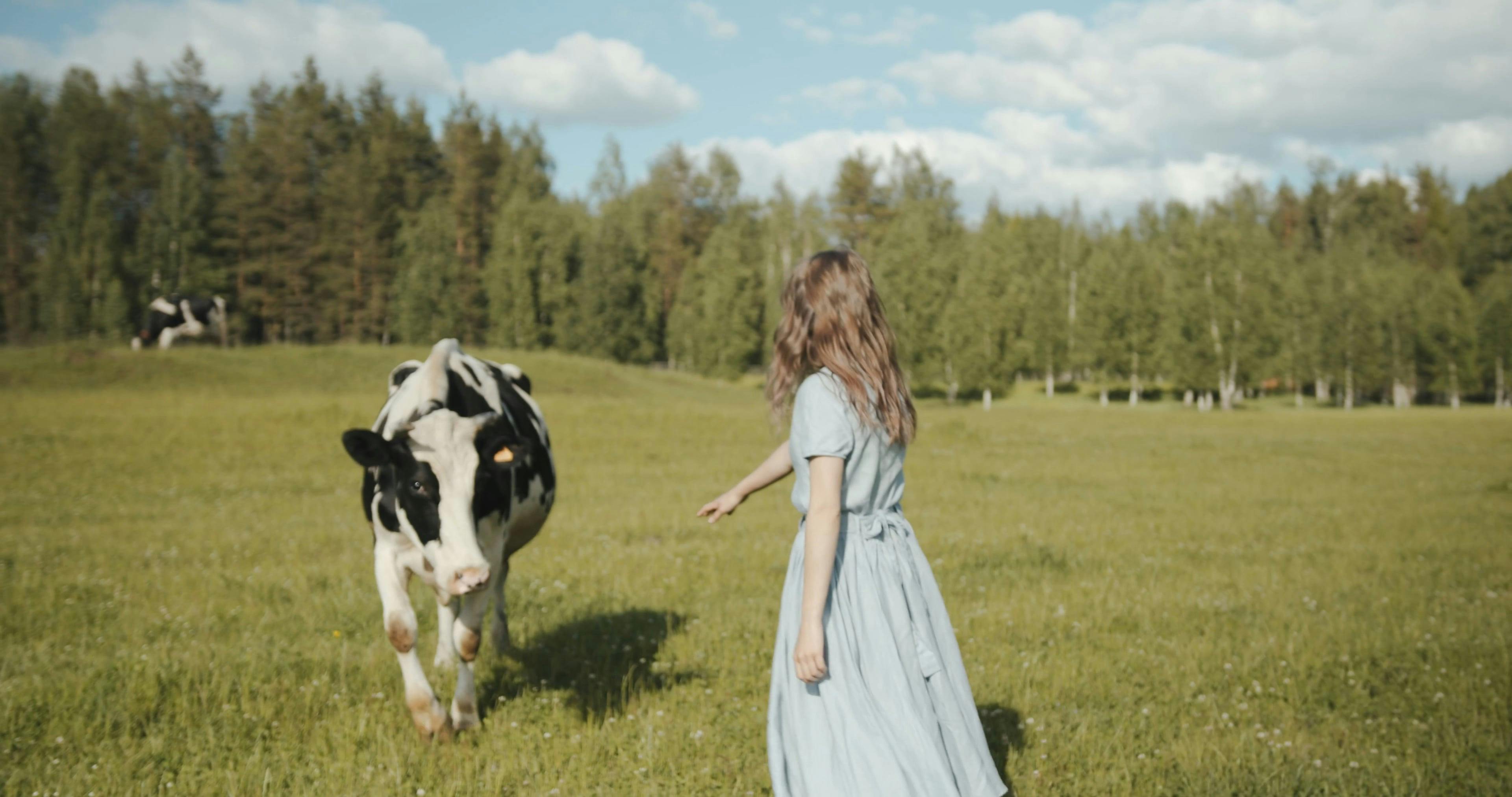 Girl With Cow Videos, Download The BEST Free 4k Stock Video Footage ...