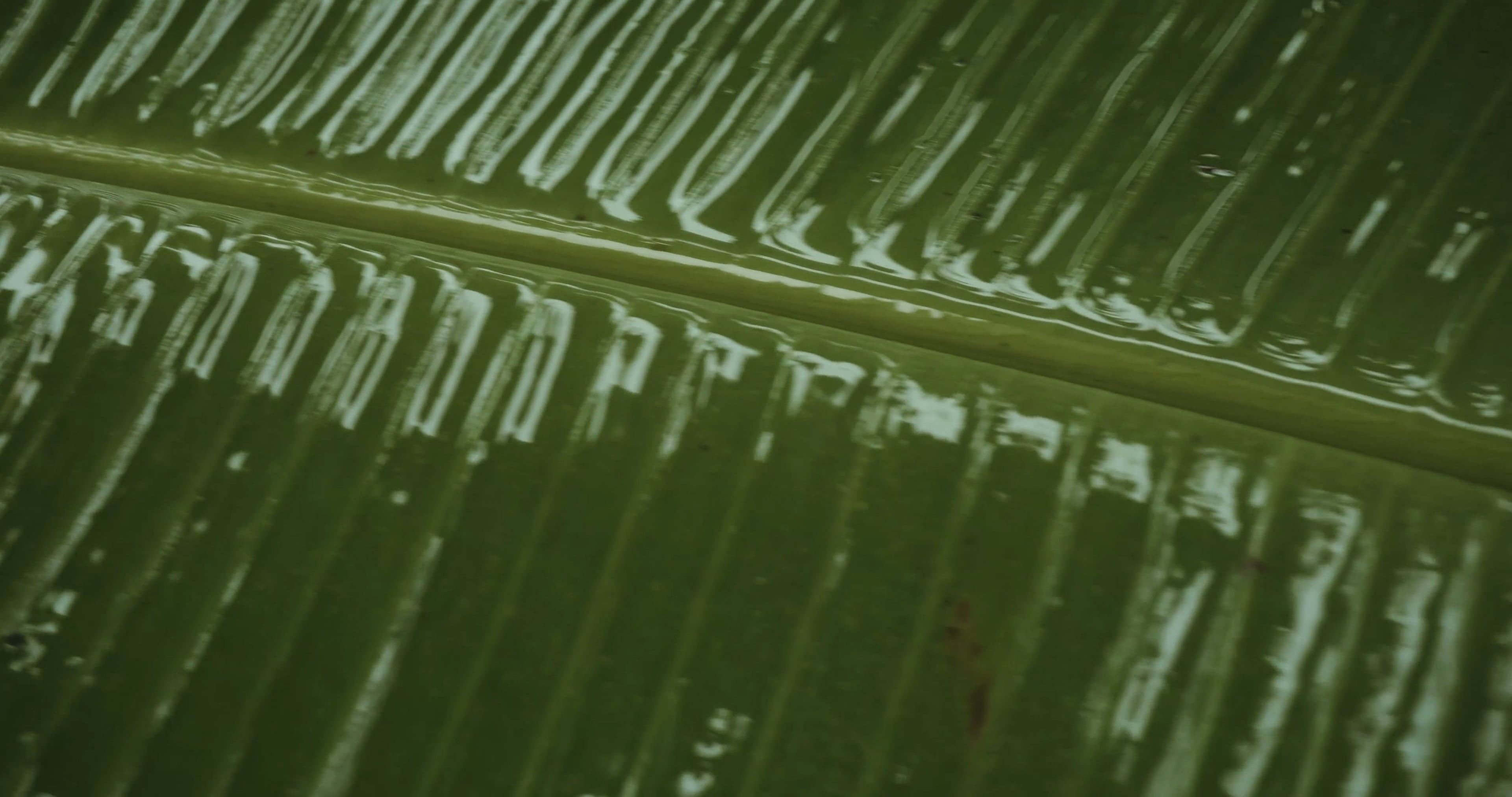 Detailed Leaf Videos, Download The BEST Free 4k Stock Video Footage ...