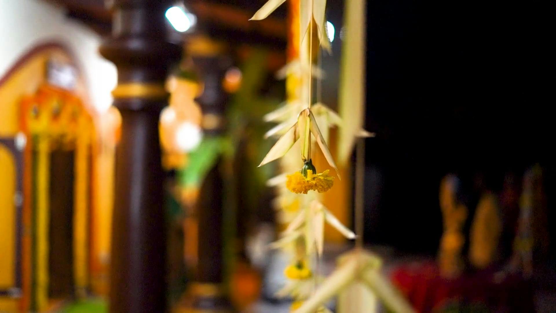 Light Snoot Effect For Traditional Backgrounds Videos, Download The ...