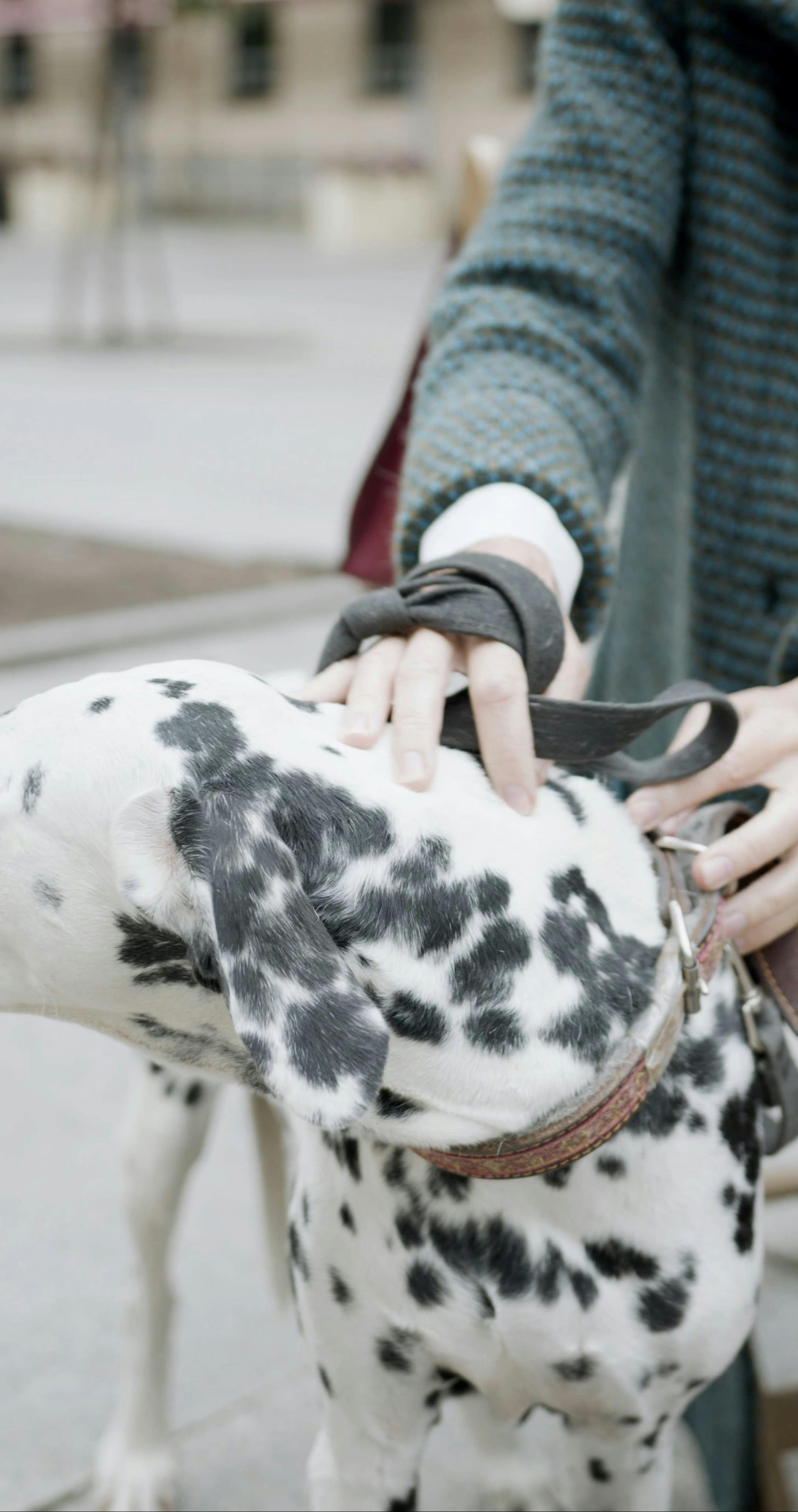 Dalmatians Dog Breed Videos, Download The BEST Free 4k Stock Video ...