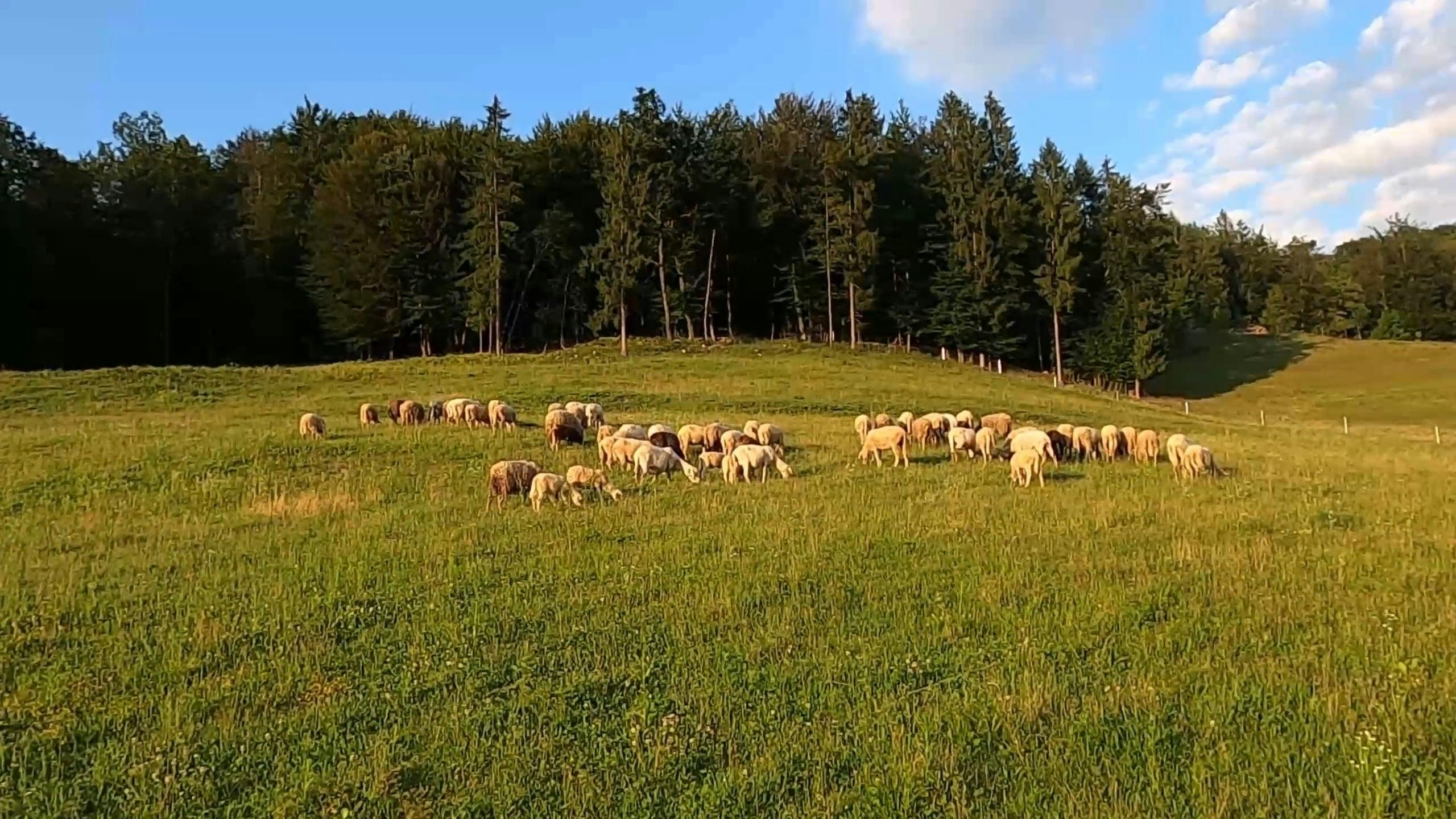 Sheep At A Farm · Free Stock Video