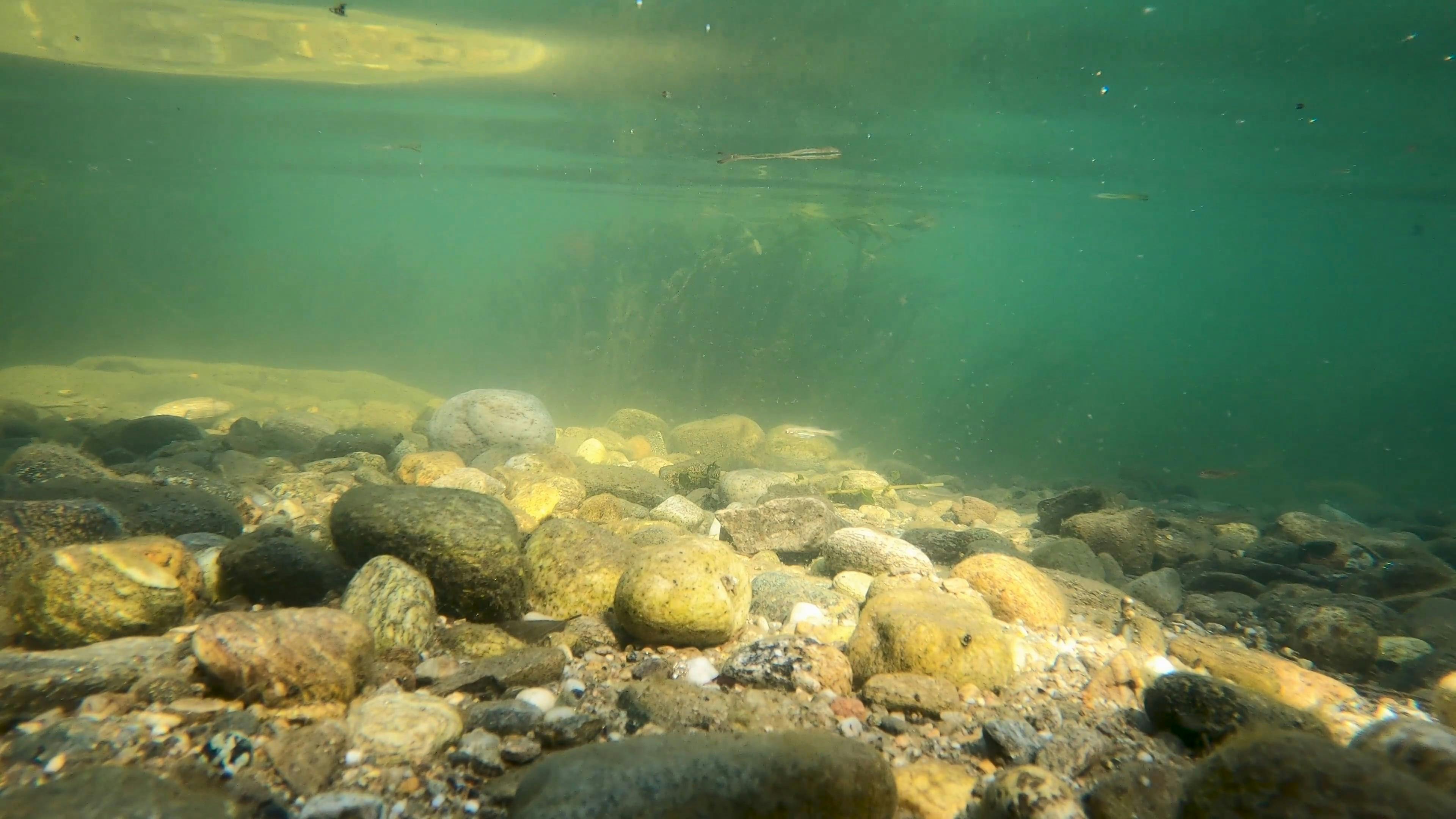 Fishes and Stones Underwater · Free Stock Video