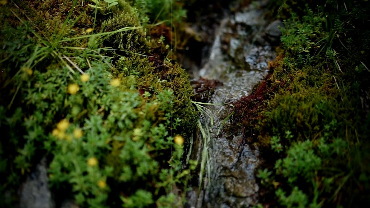 Calming Nature Videos, Download The BEST Free 4k Stock Video Footage ...