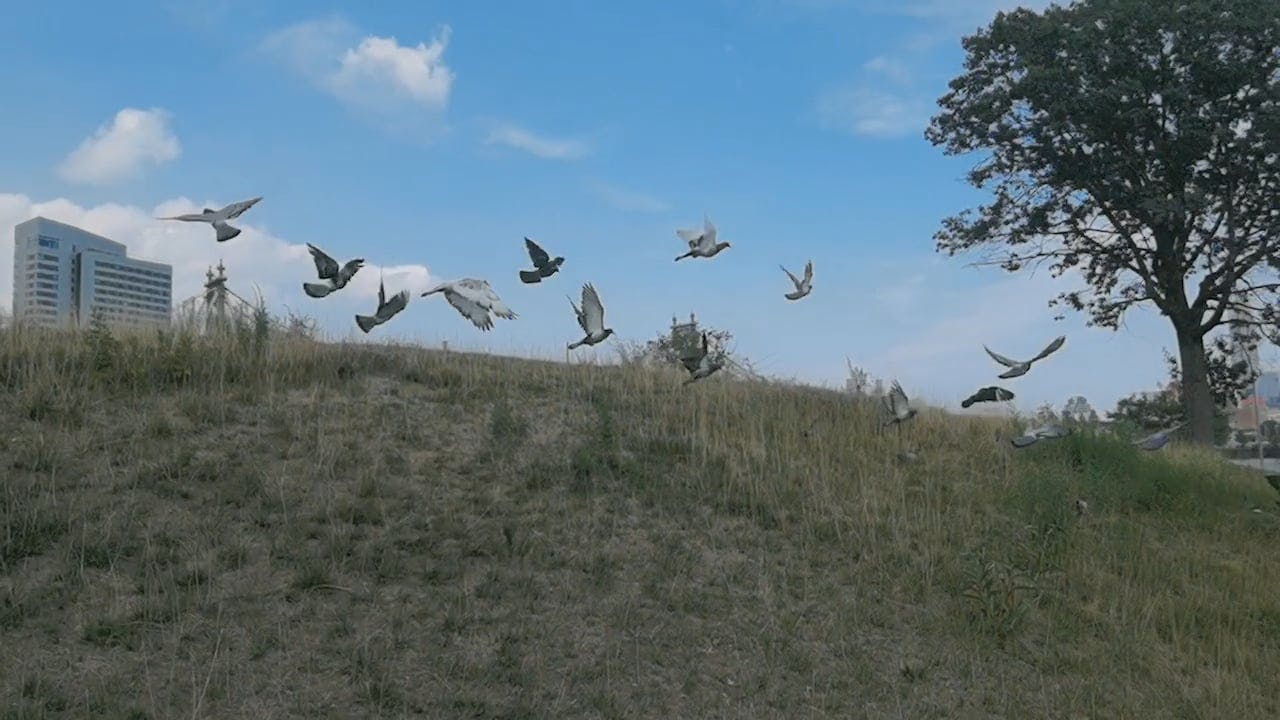 Birds Flying in Slow Motion Free Stock Video Footage, Royalty-Free 4K ...