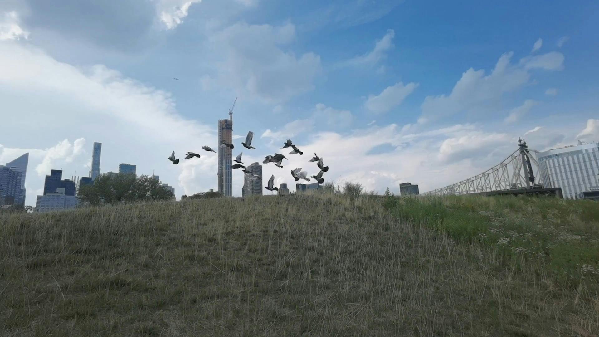 Birds Flying in Slow Motion Free Stock Video Footage, Royalty-Free 4K ...