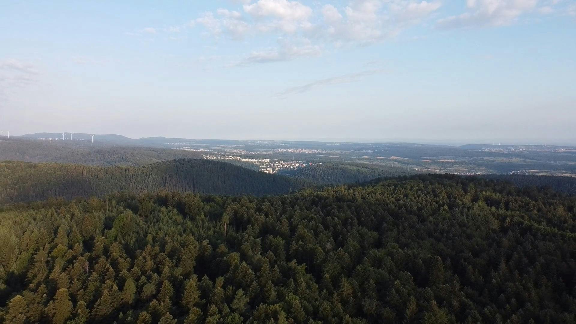 Bird's-Eye View of a Forest · Free Stock Video