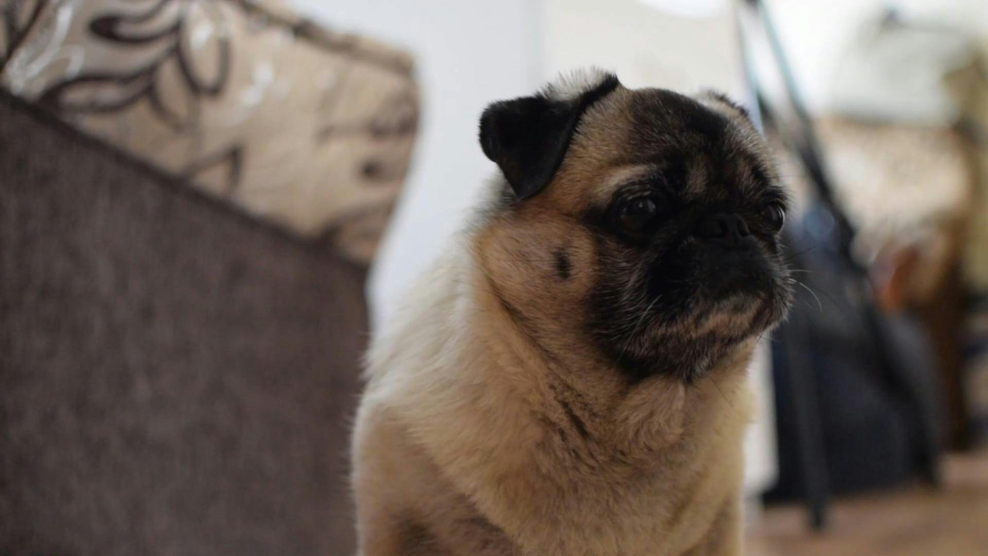 Chubby Videos, Download The BEST Free 4k Stock Video Footage & Chubby HD Video Clips