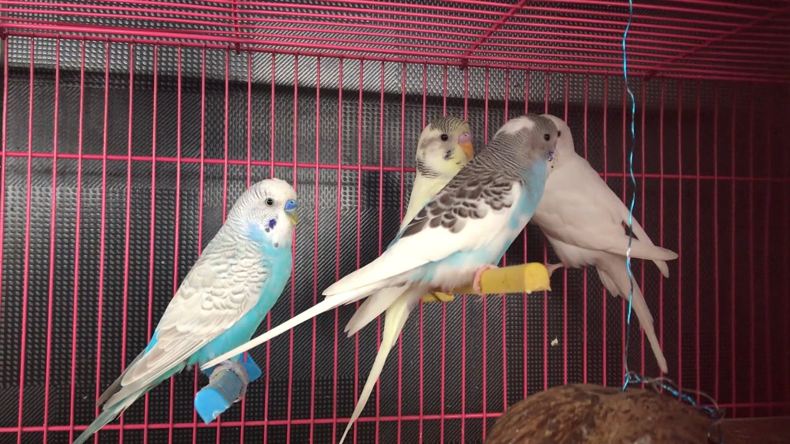 Mewing Videos, Download The BEST Free 4k Stock Video Footage & Mewing ...