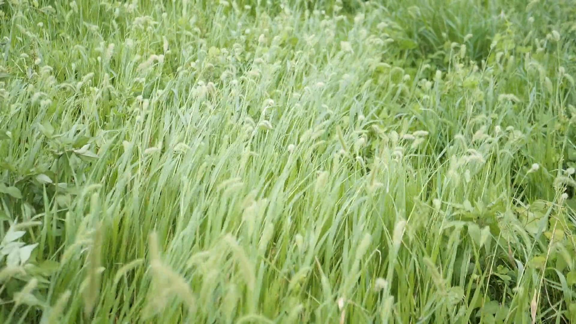 Lush Green Grass Swaying in the Breeze Free Stock Video Footage ...