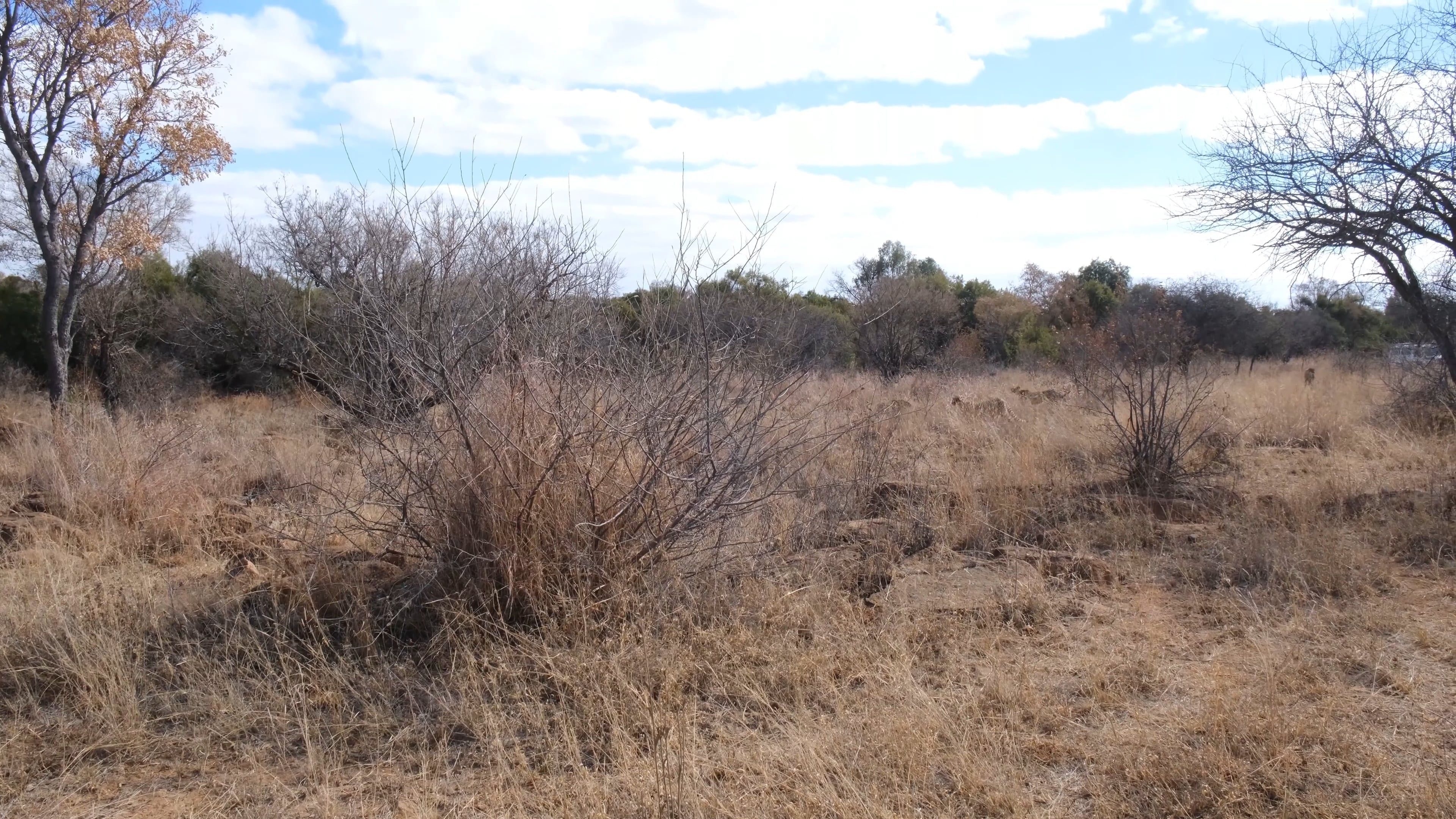 A Pair Of Cheetah Free Stock Video Footage, Royalty-Free 4K & HD Video Clip