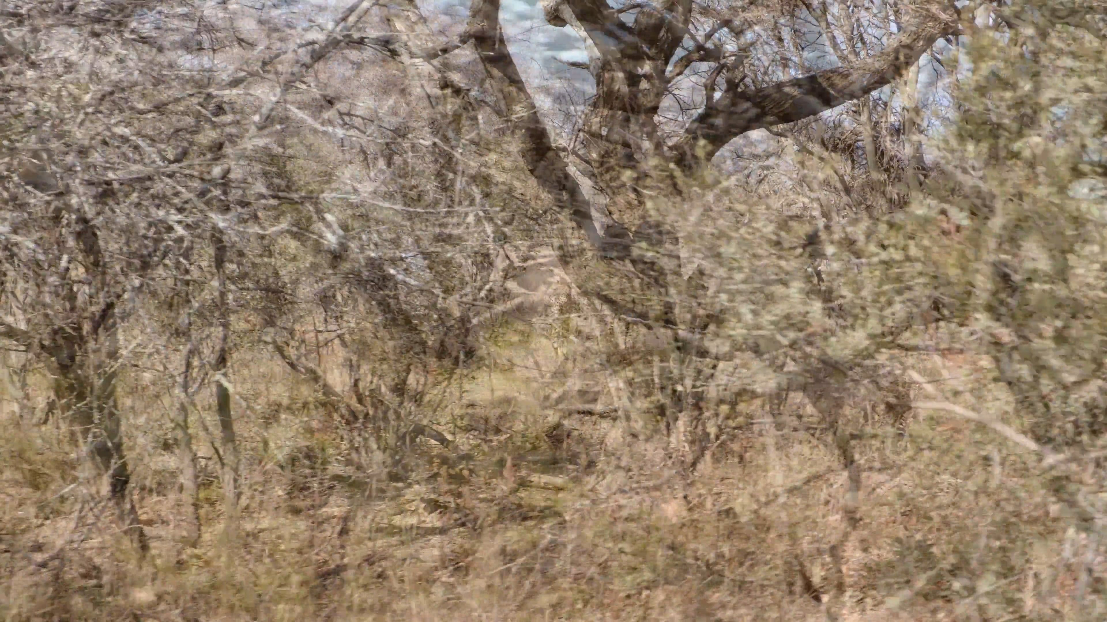 A Pair Of Cheetah Free Stock Video Footage, Royalty-Free 4K & HD Video Clip