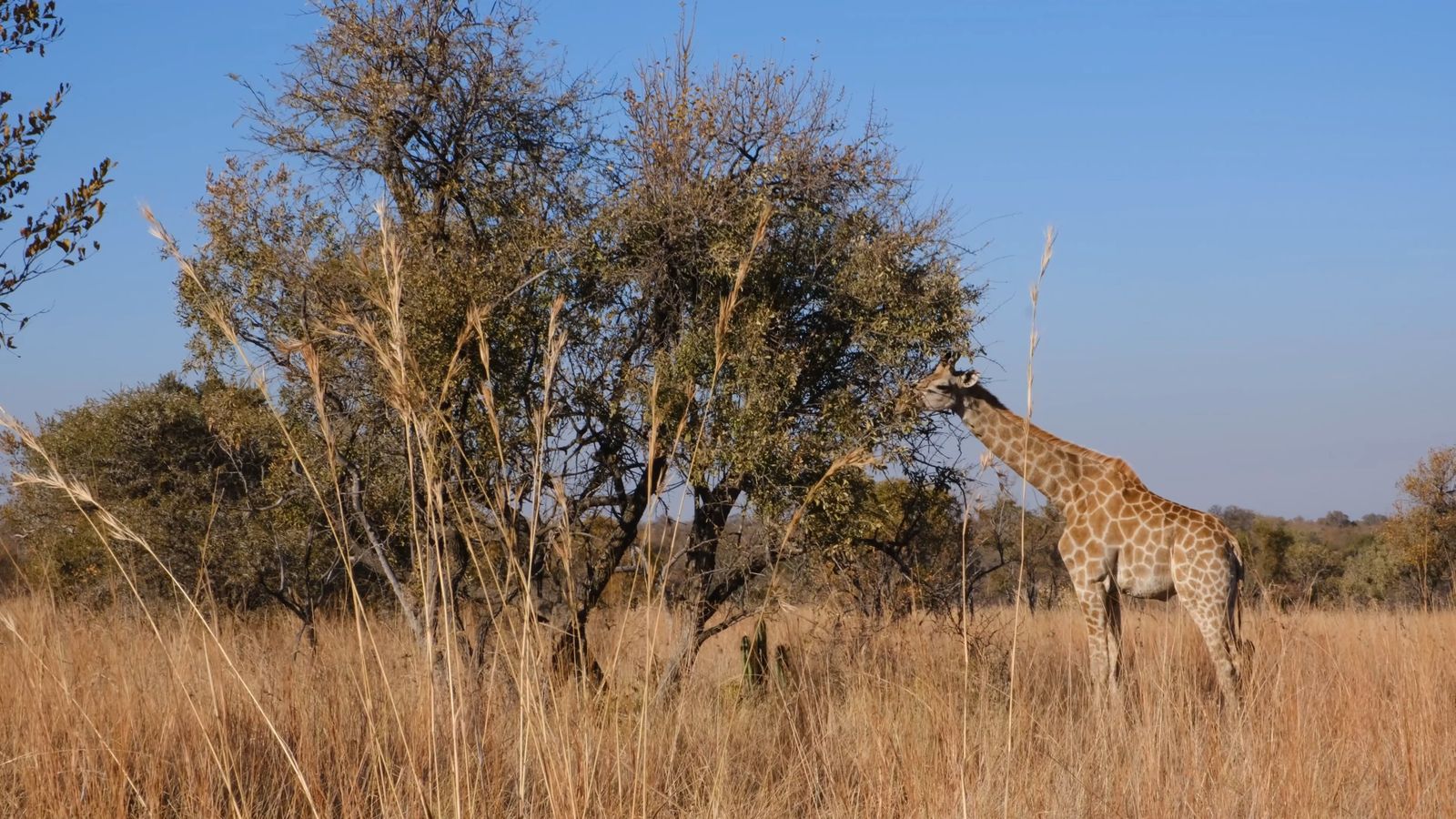 Giraffe Videos, Download The BEST Free 4k Stock Video Footage & Giraffe ...