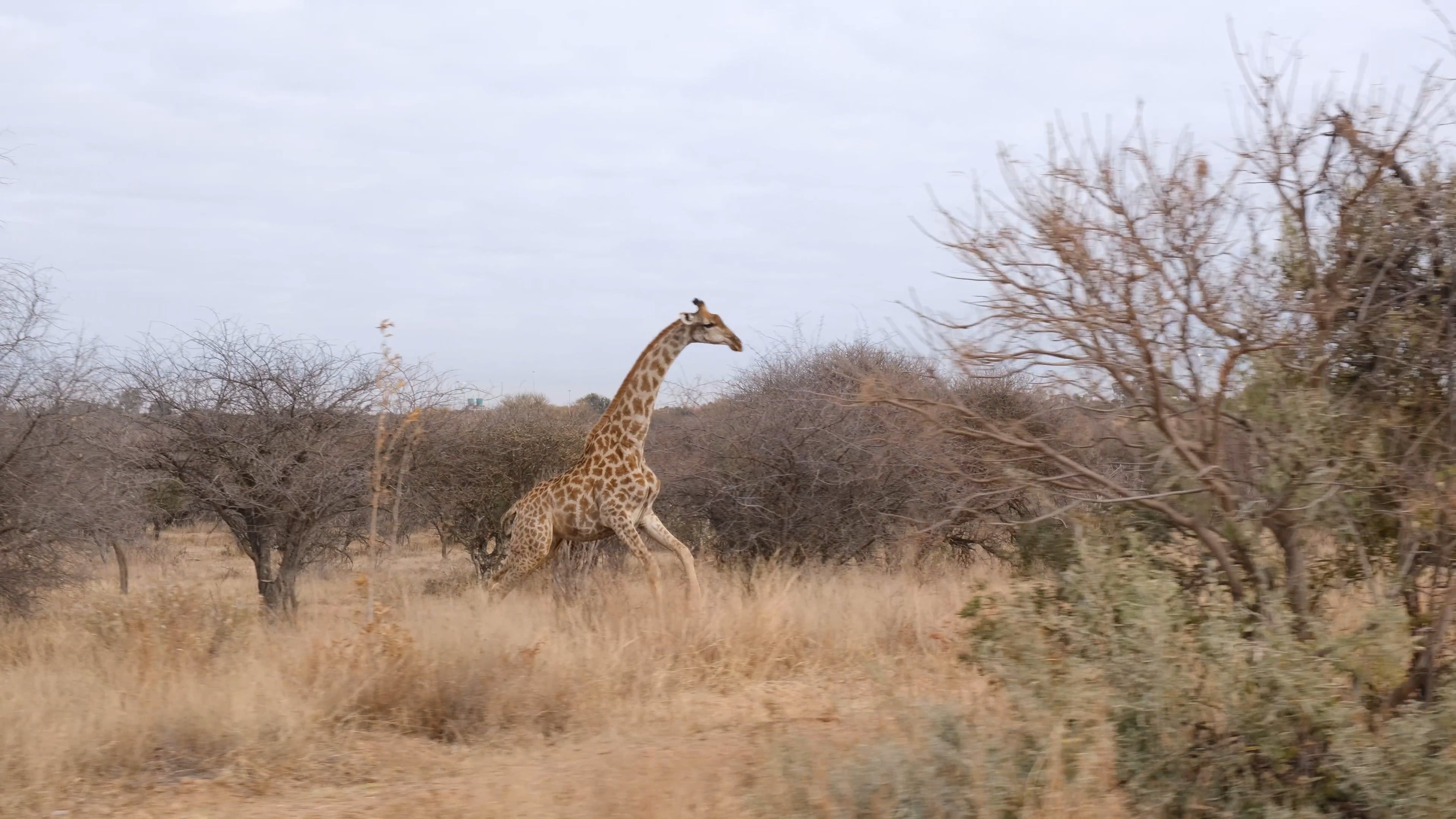 A Giraffe Walking In The Wilderness Free Stock Video Footage, Royalty ...