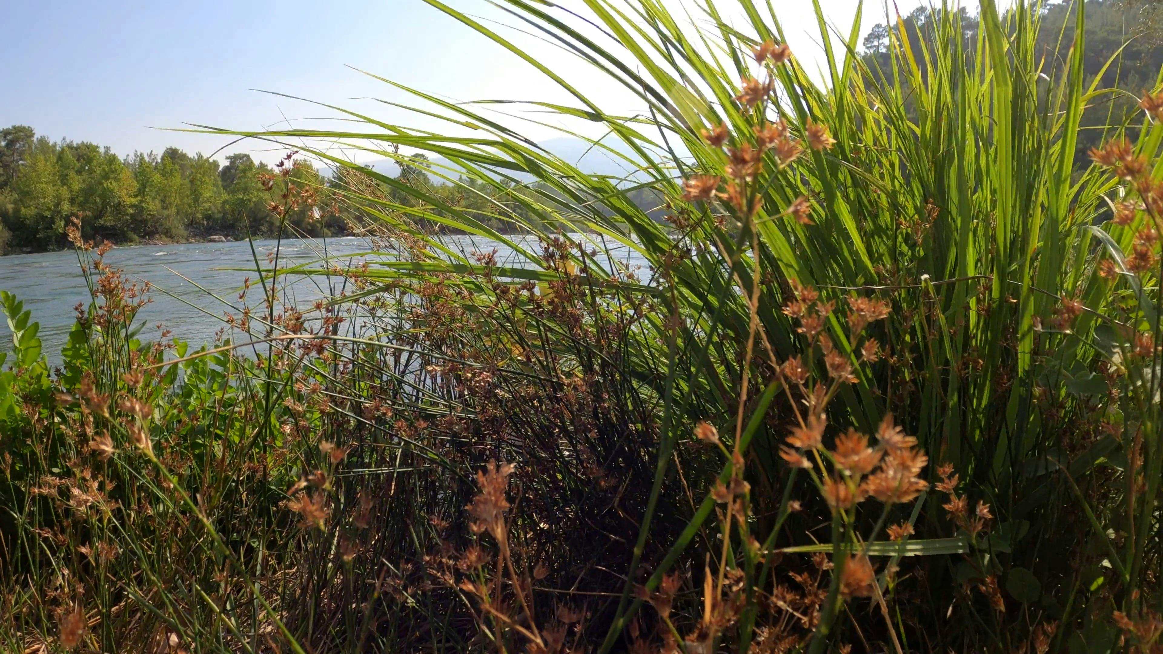 Plants Growing in the Wild · Free Stock Video