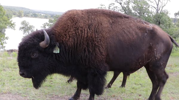 Buffalo Videos, Download The BEST Free 4k Stock Video Footage & Buffalo ...