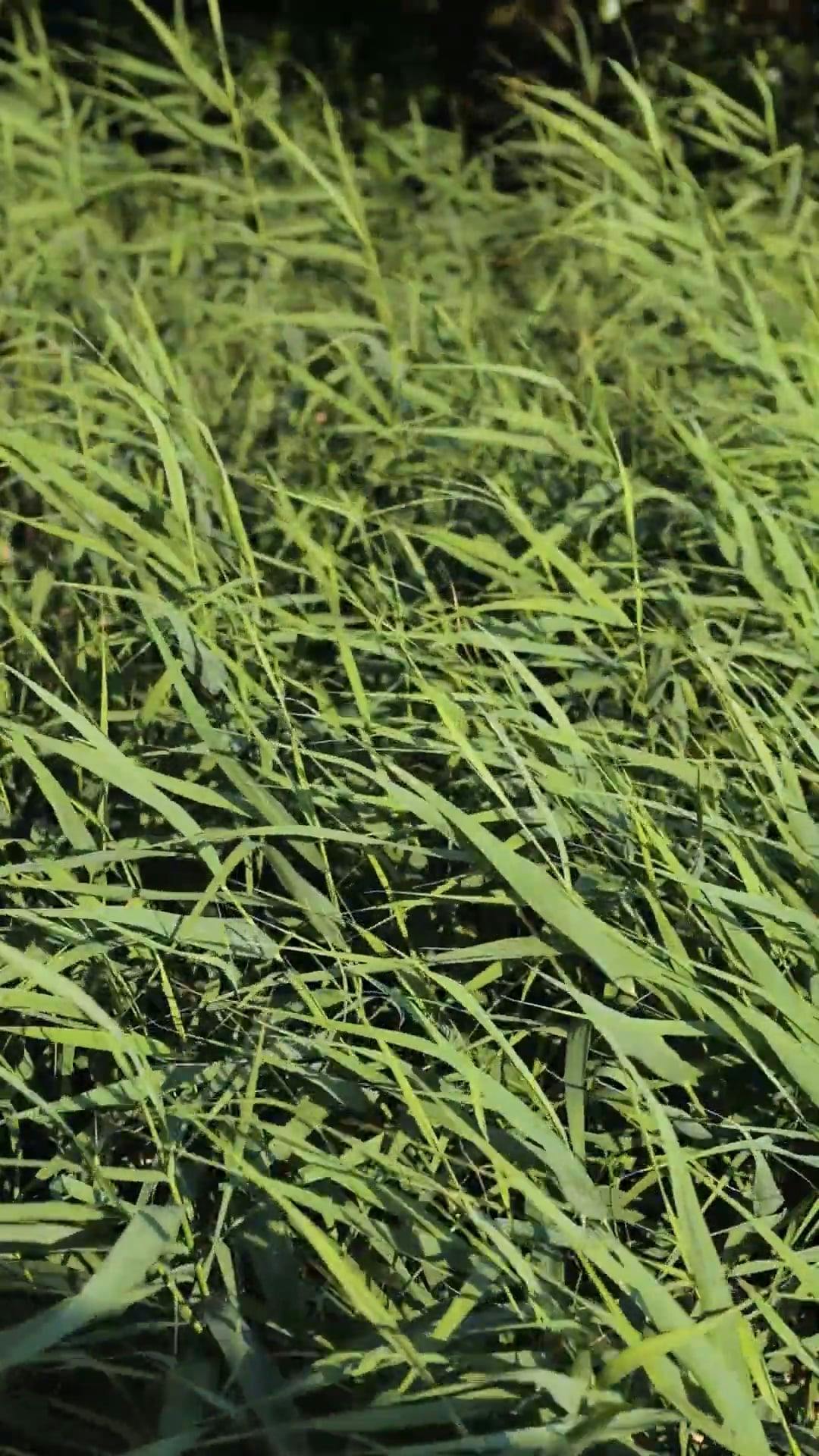 Swaying Grass on a Windy Day · Free Stock Video