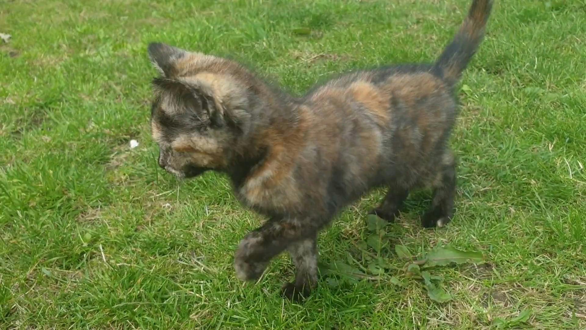 A Pet Kitten Resting And Trying To Catch Insect In The Grass Free Stock ...