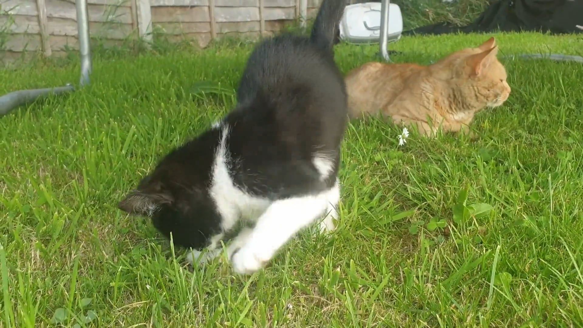 Adorable Cats on the Lawn Free Stock Video Footage, Royalty-Free 4K ...