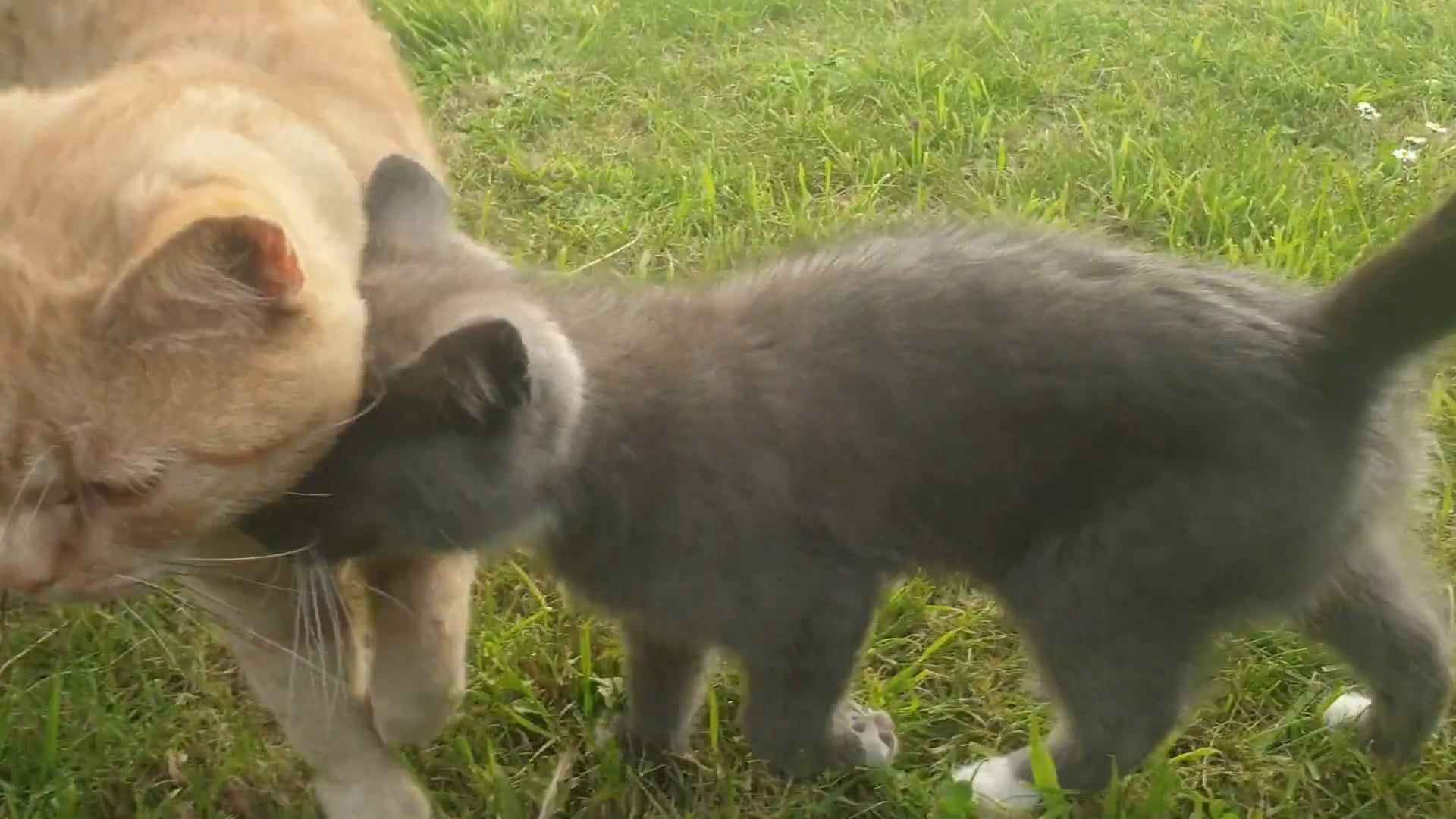 Adorable Cats on the Lawn Free Stock Video Footage, Royalty-Free 4K ...