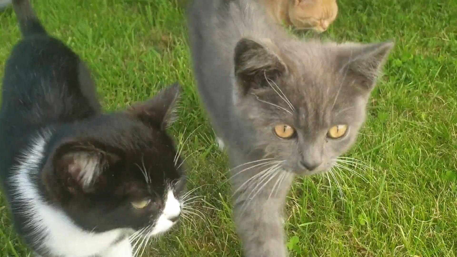 Cat Tails Videos, Download The BEST Free 4k Stock Video Footage & Cat ...